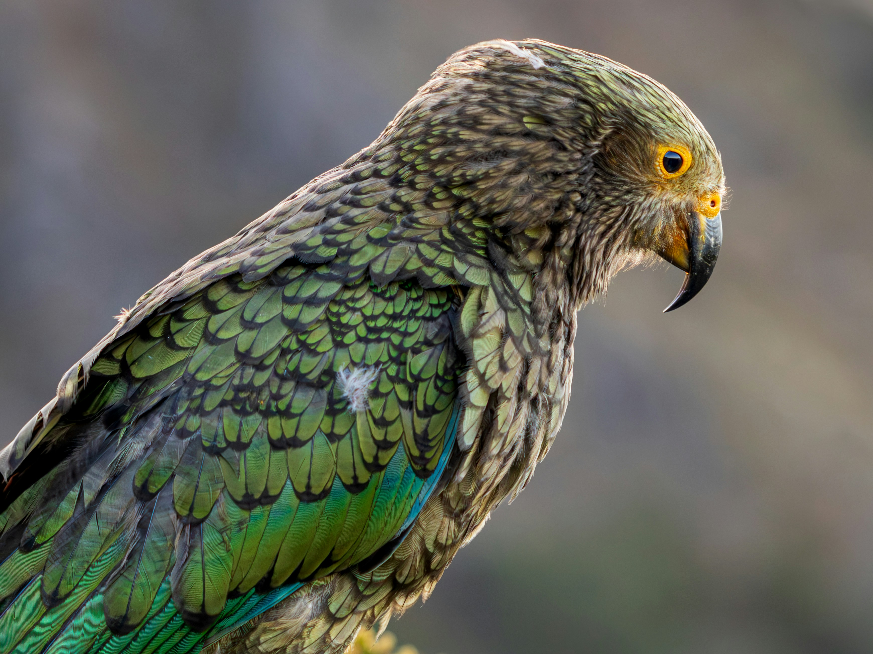 Iridescent Gaze: A Parrot's Green Armor and Amber Eye