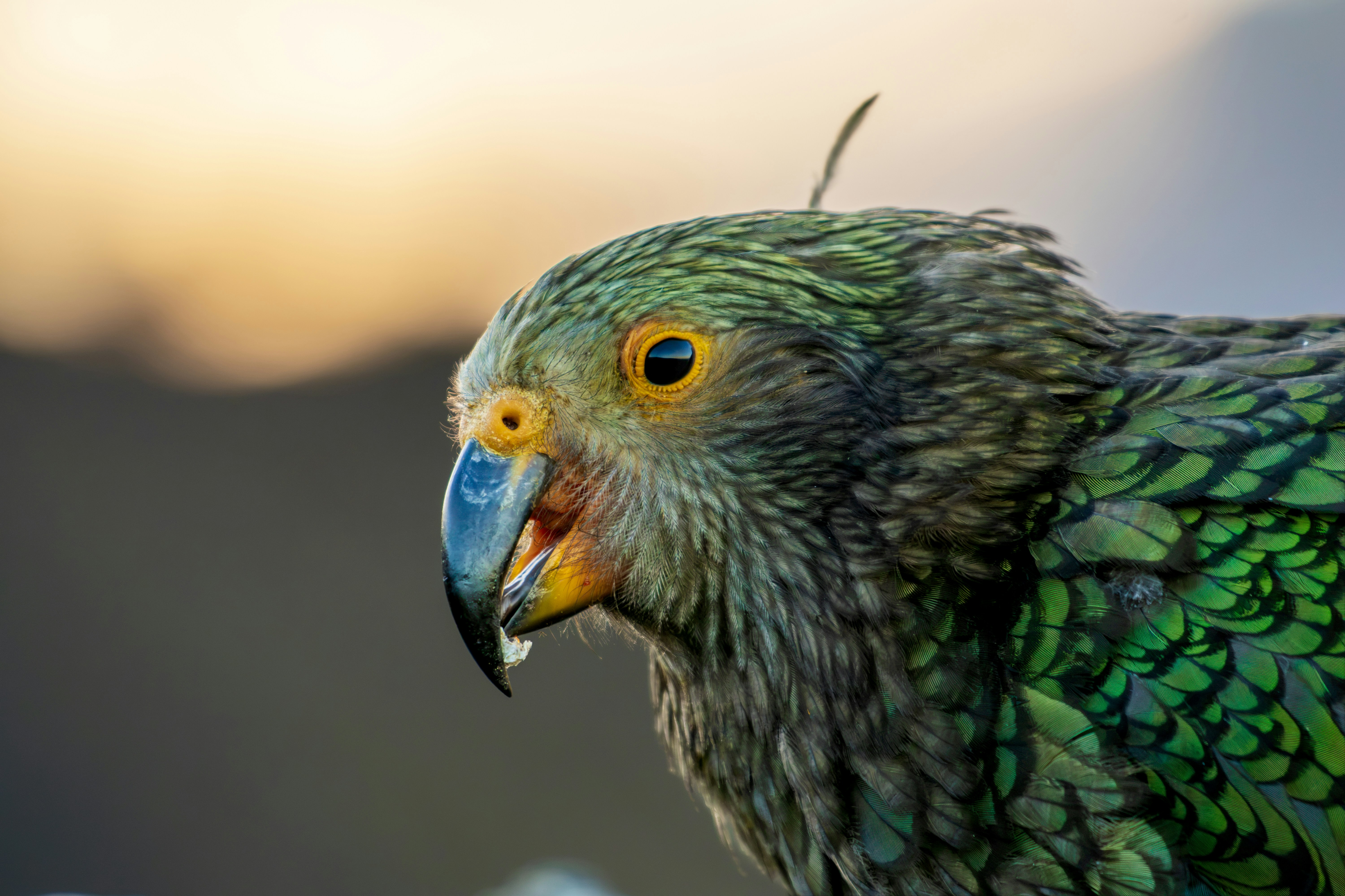Electric Green: A Sunlit Parrot in Profile
