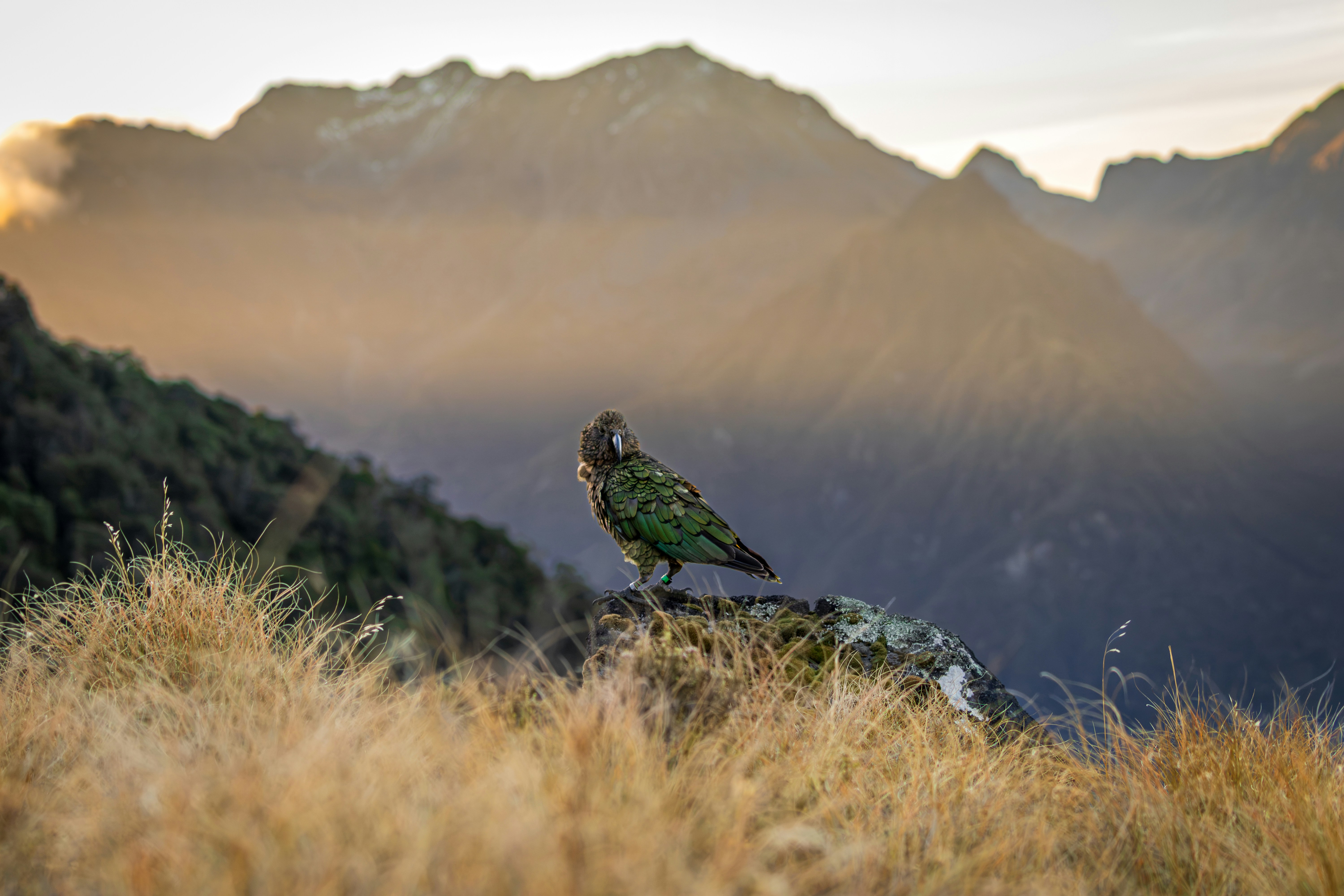Alpine Ledge: A Green-Cedared Falcon Under Dawn’s Golden Veil