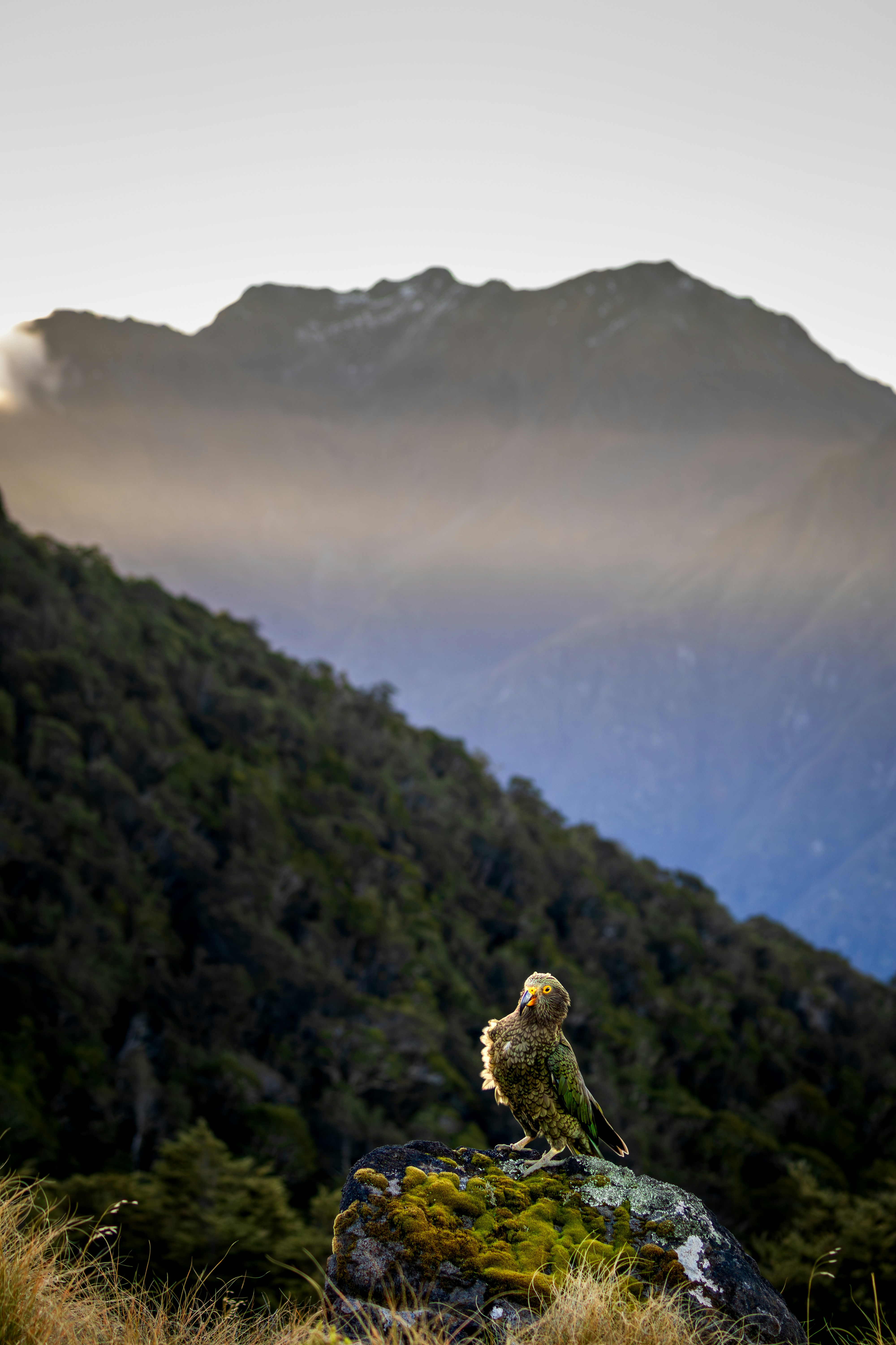 Highland Sentinel: Mossy Rock and the Vigilant Falcon