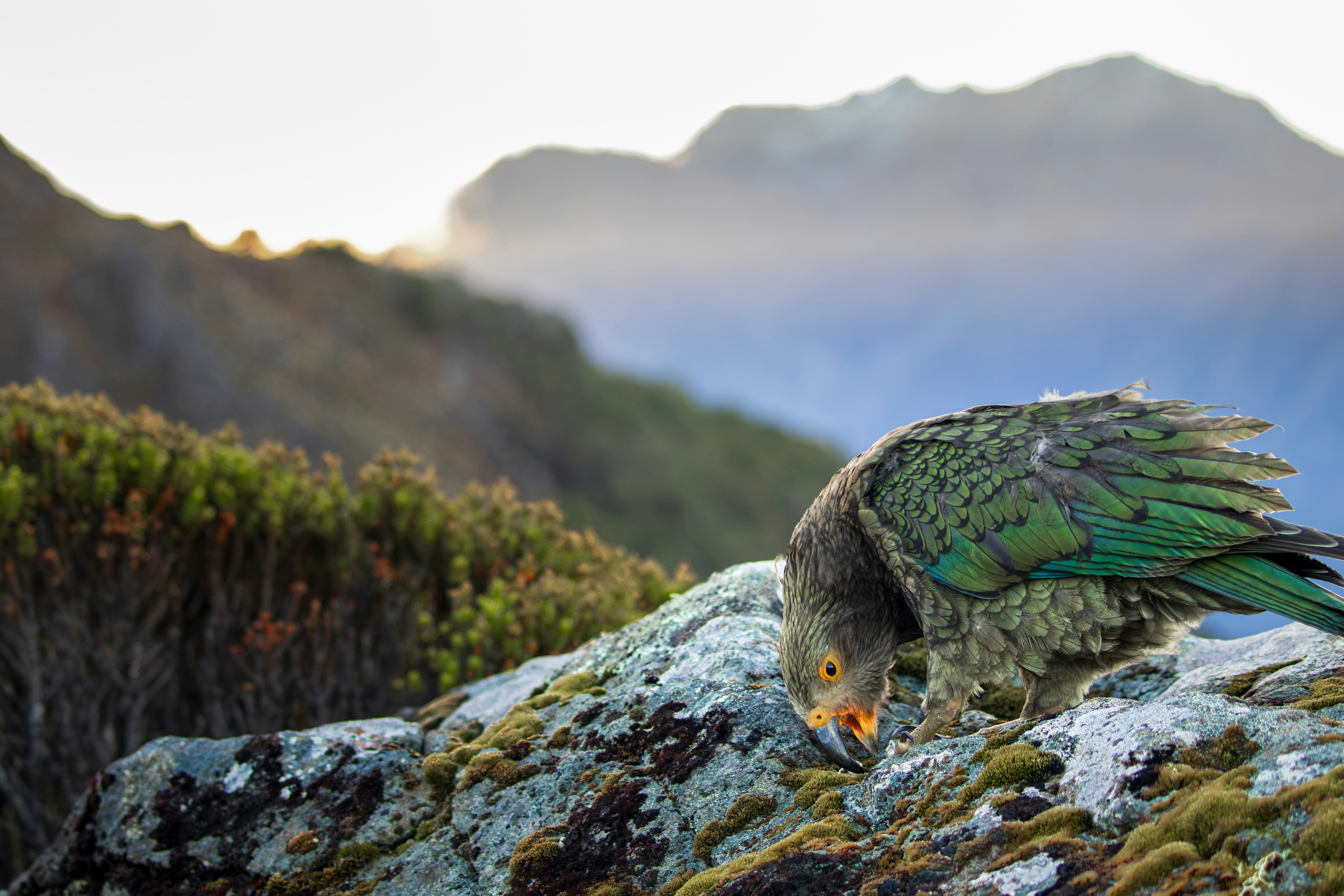 Raven on a Lichen-Covered Stone at Dawn