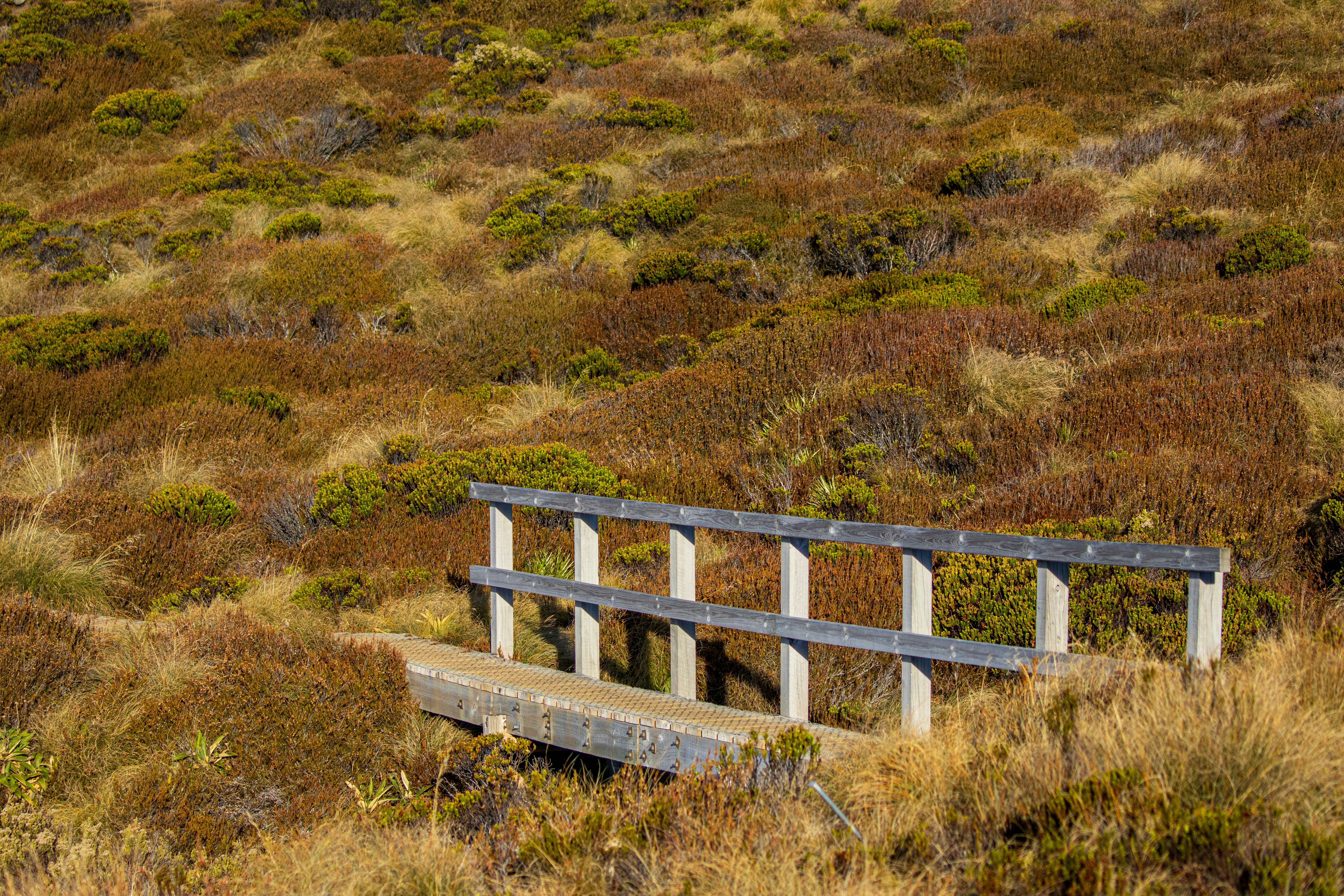 Bridge Over Heath: A Quiet Sojourn in Golden Moorland