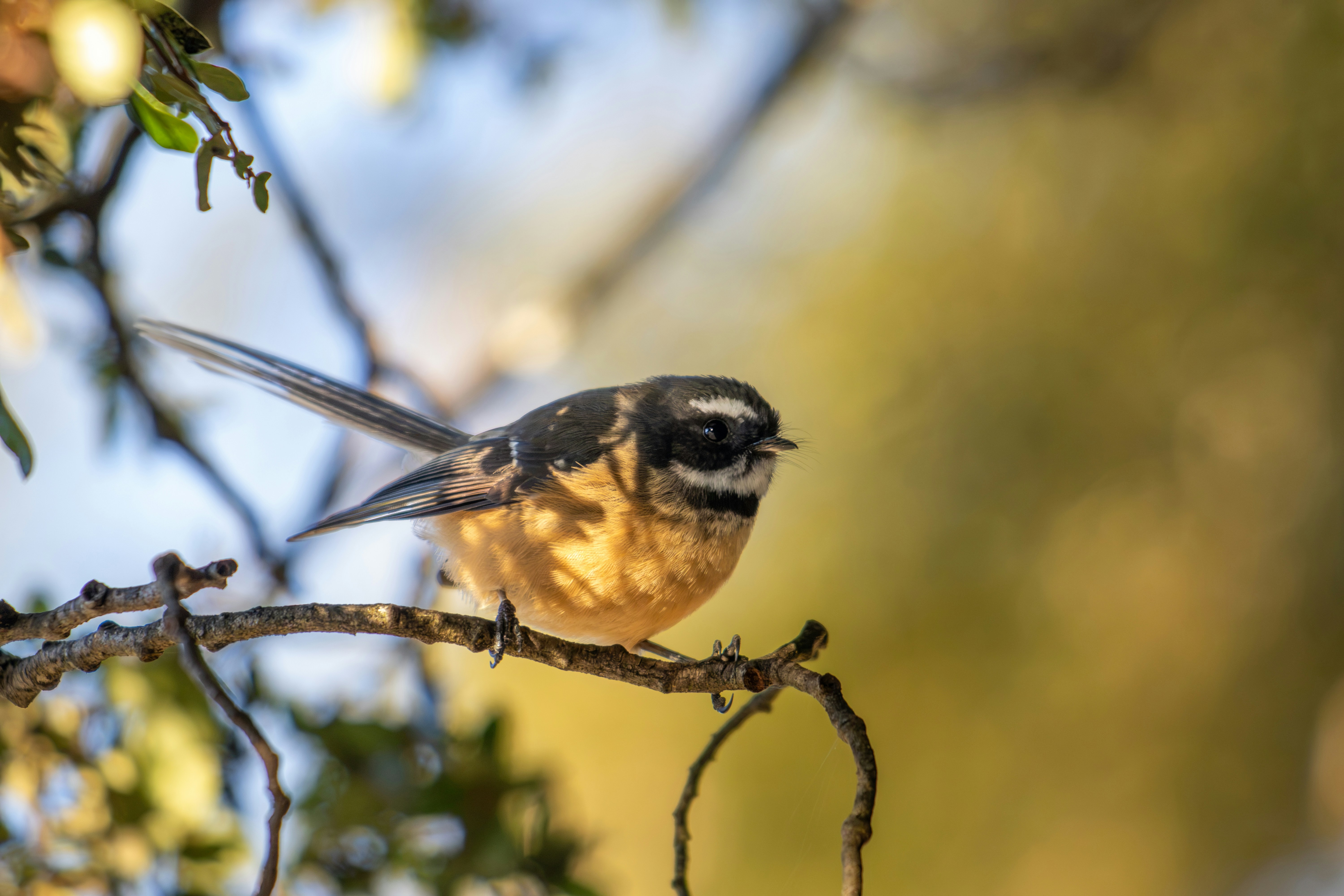 Juvenile Bluish-Gold Warbler Perched on a Curved Branch at Dappled Dawn