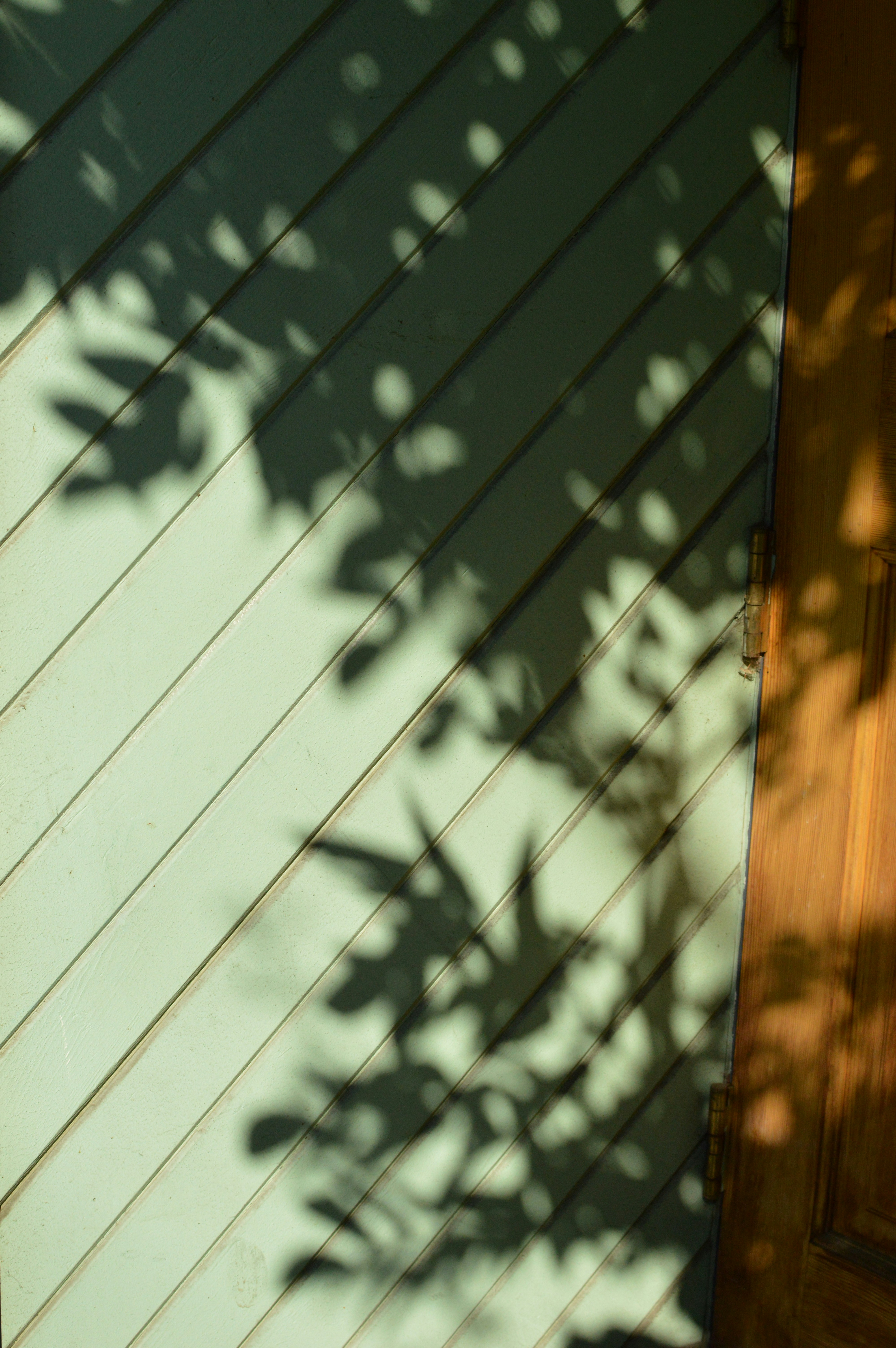 Shadows of Leaves on Painted Slats