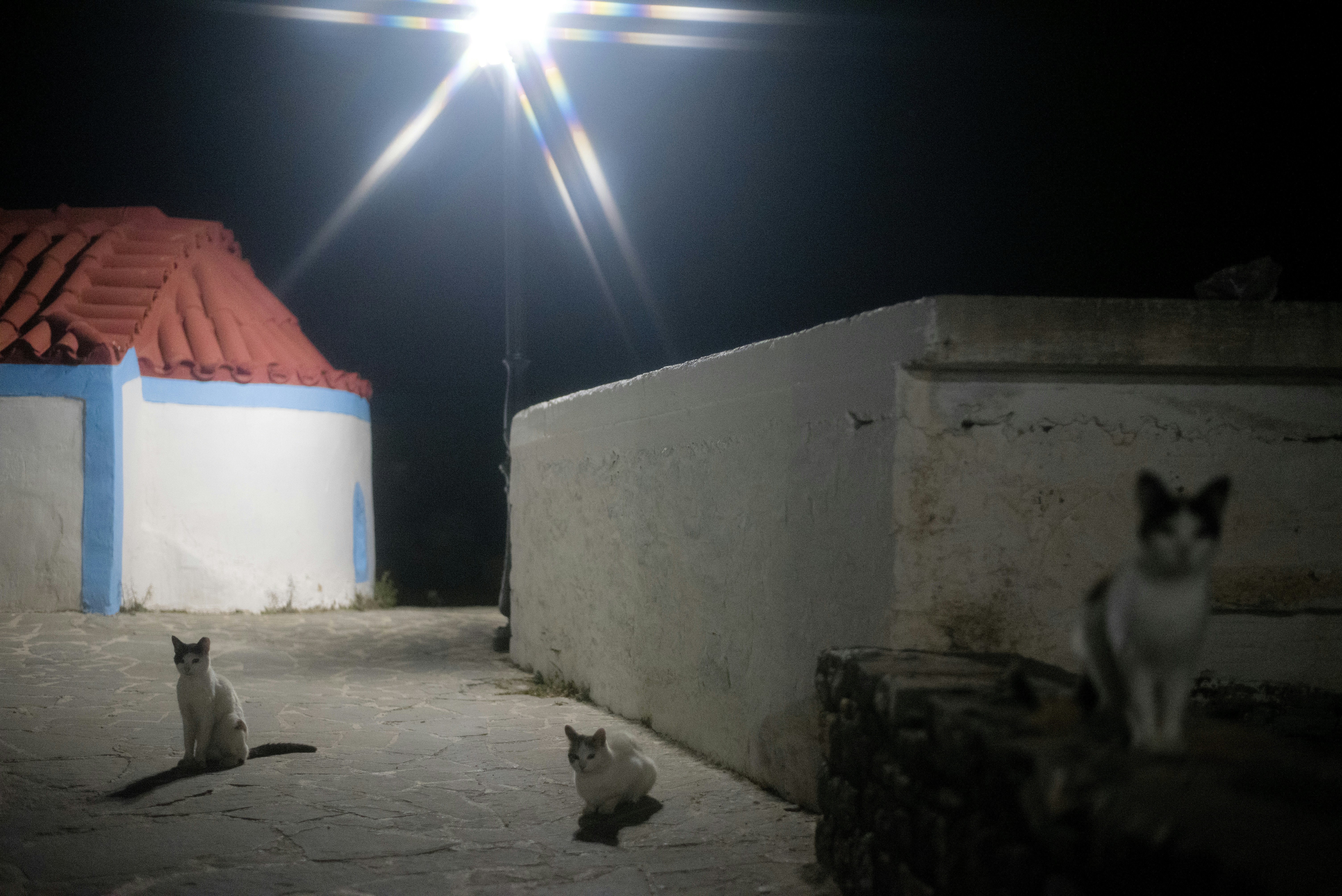 Night terrace with three cats under a harsh streetlamp near a white wall and a red-tiled hut