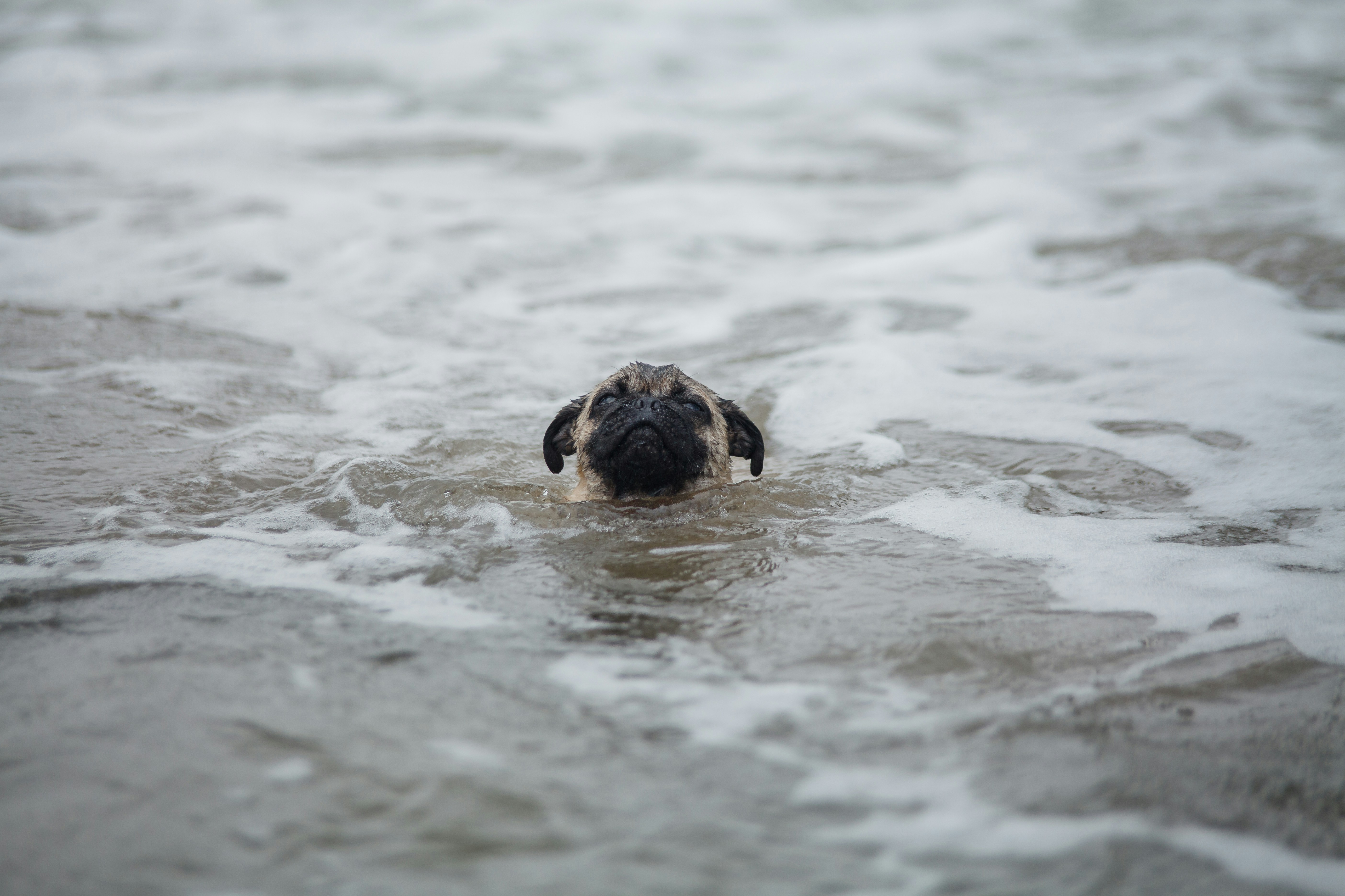 Small dog peeks above the water at the shoreline, with waves washing over the muzzle. A candid, minimal coastal moment captured as a close-up of the head breaking the surface.