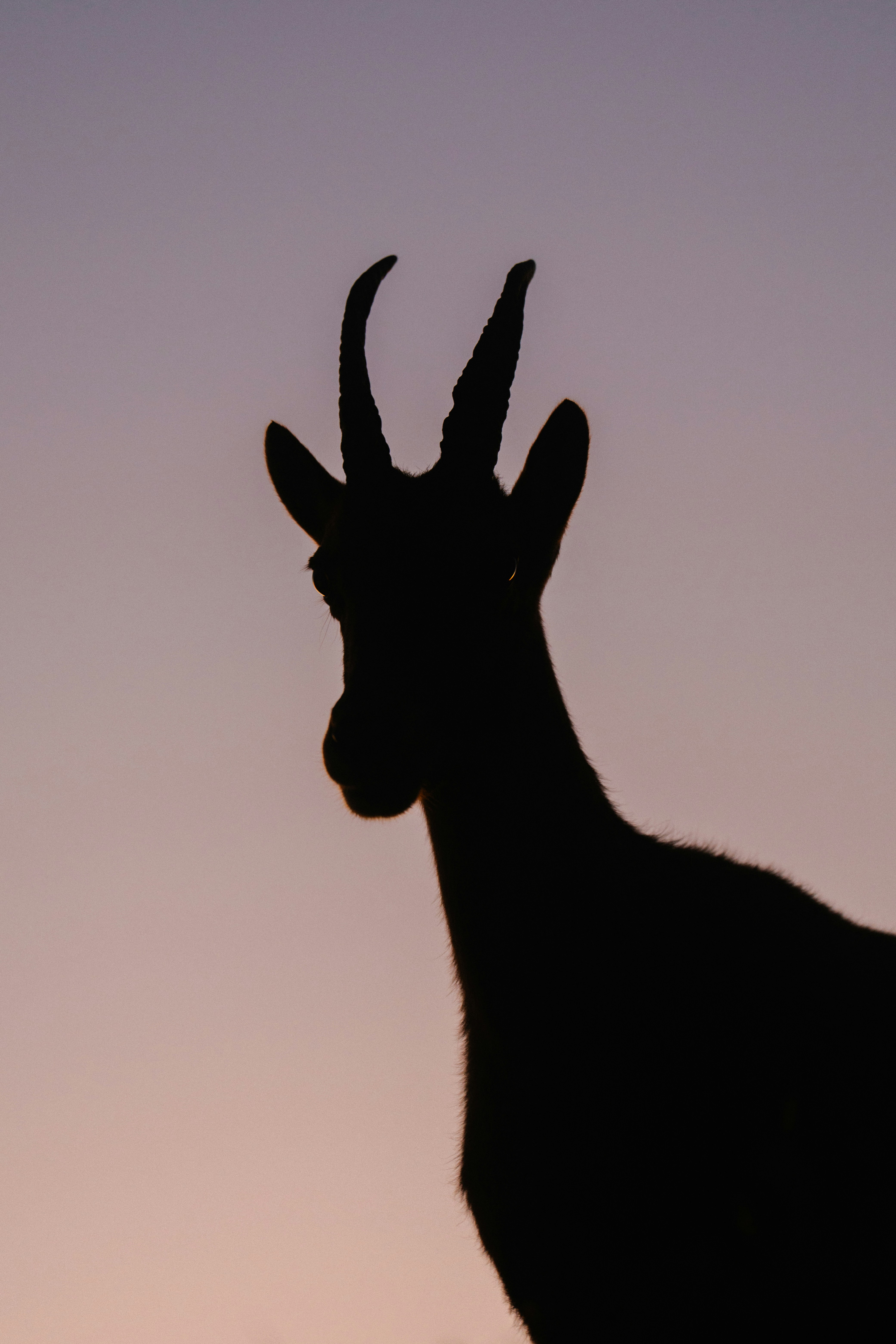Silhouette at Dusk: Giraffe Head Arches Toward the Sky