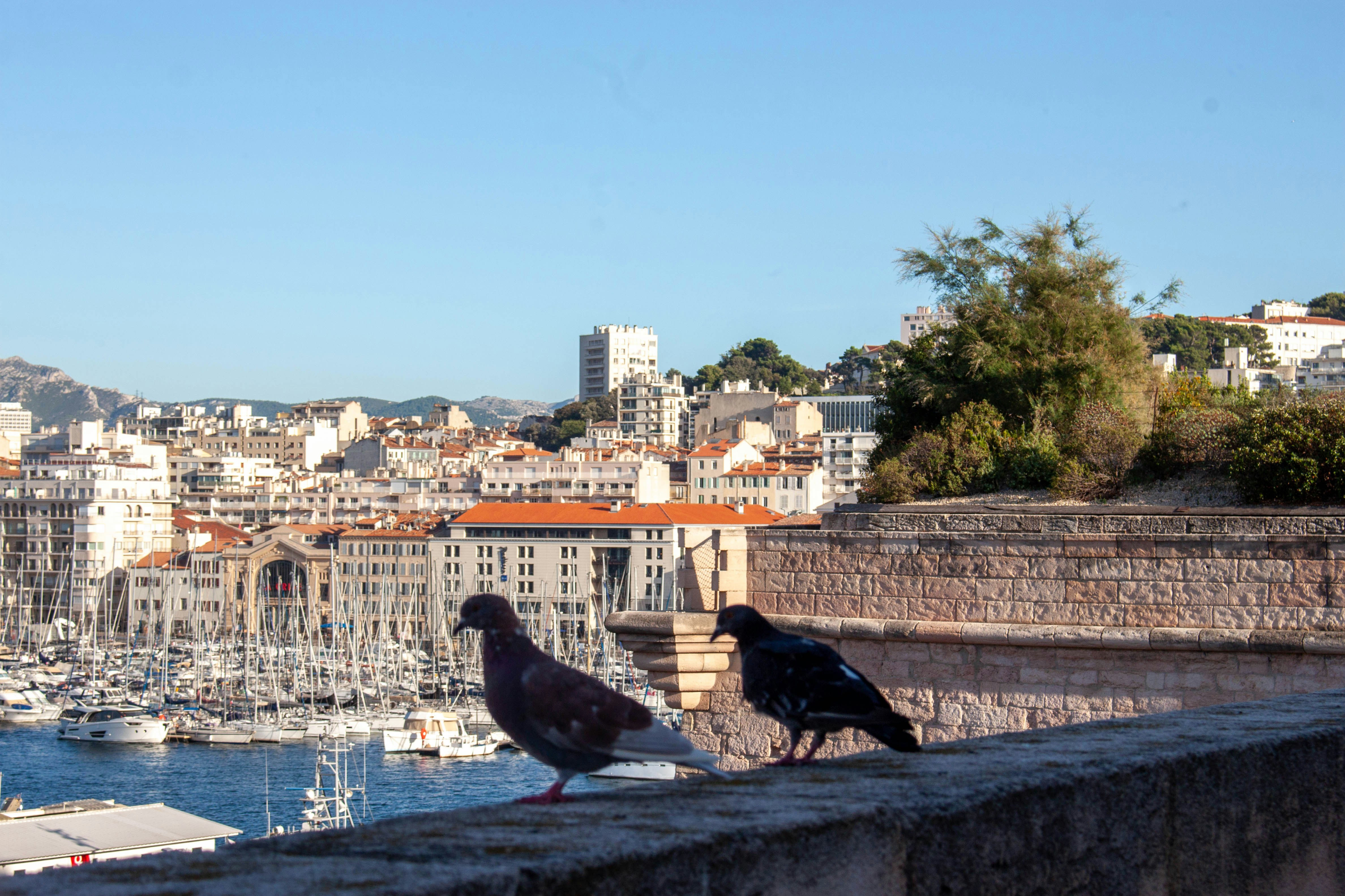 Two city pigeons on a stone railing with harbor and townscape