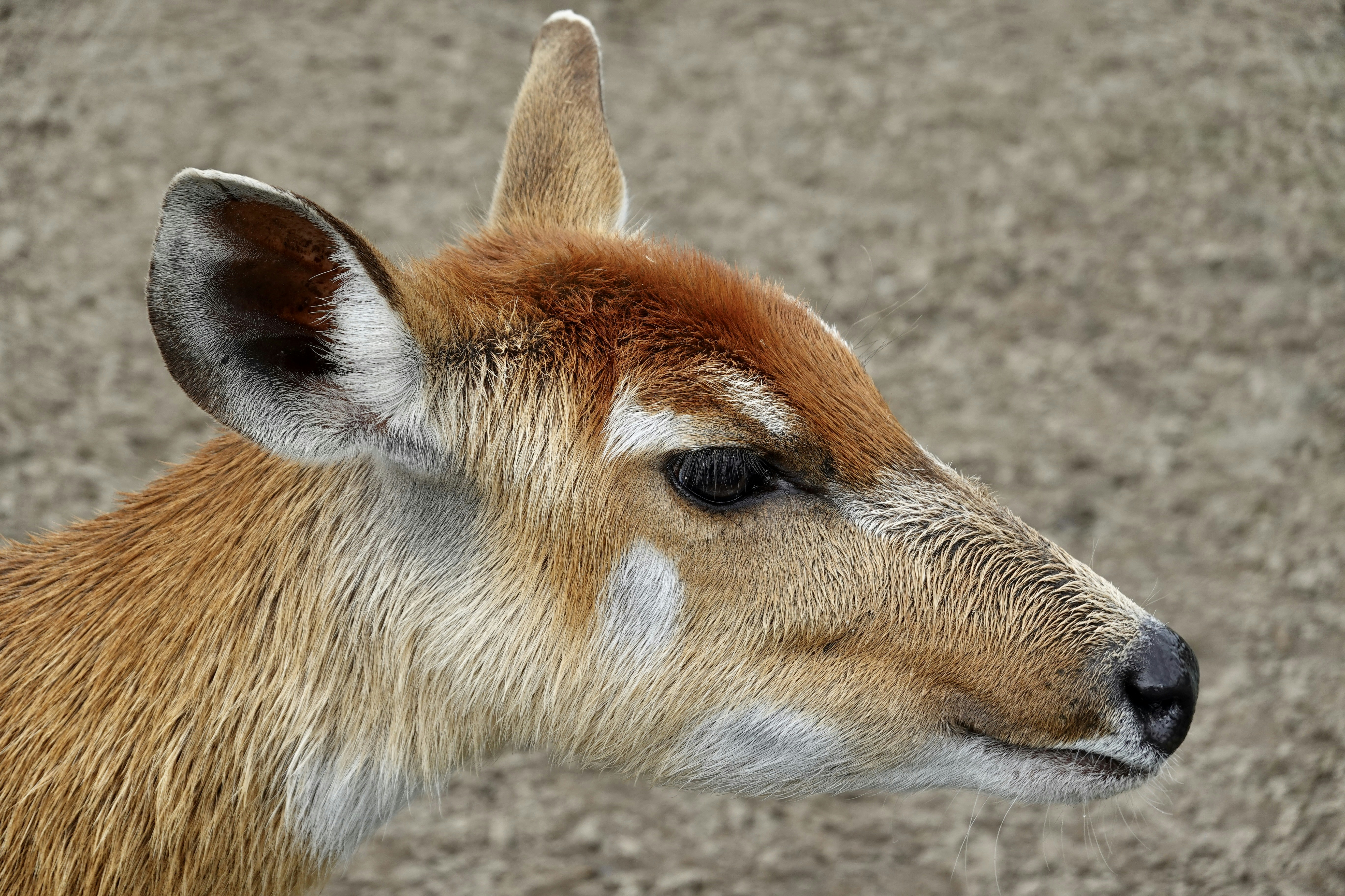 Close-Up of a Gazelle's Head: Subtle Texture and Calm Gaze