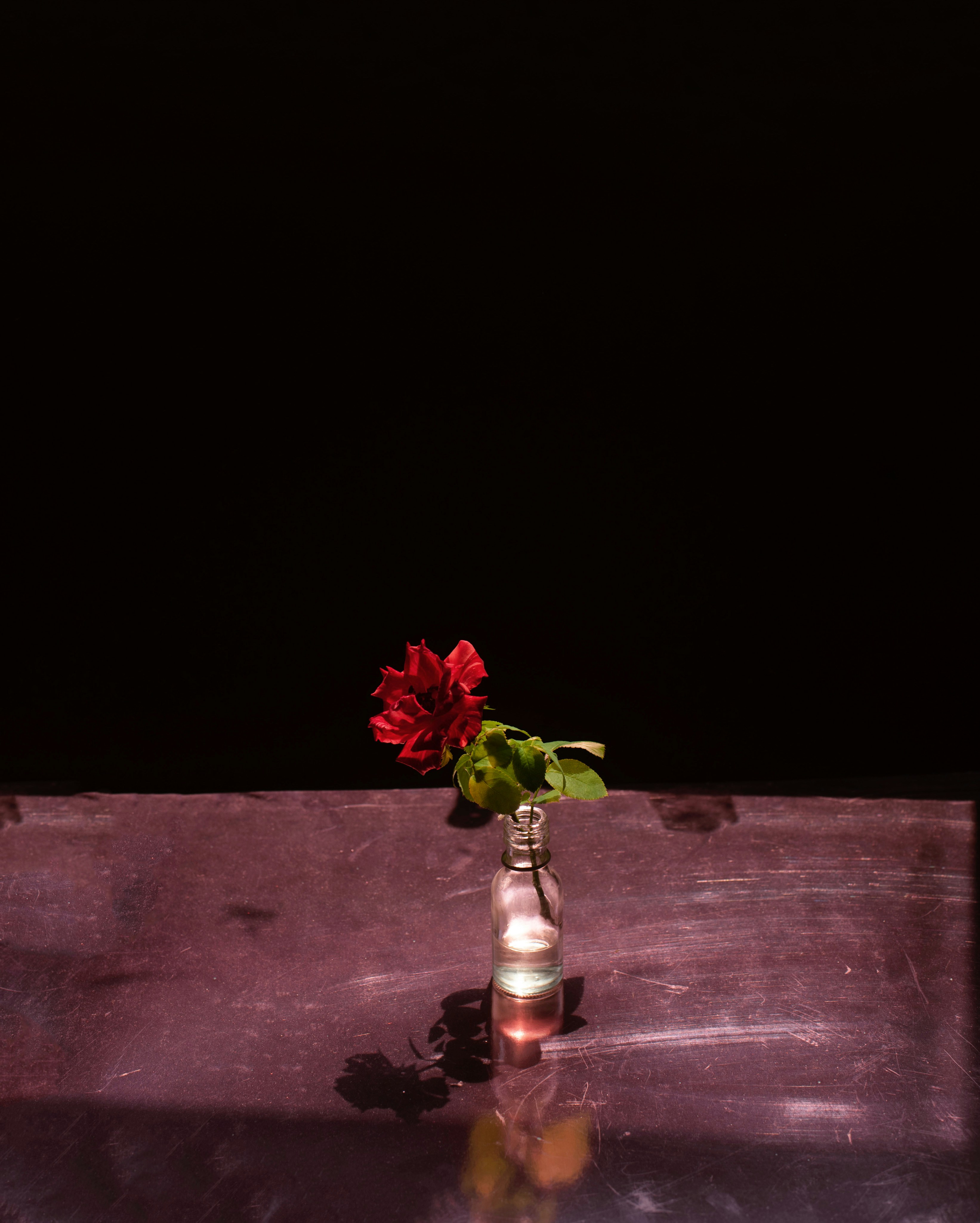 Red Rose in a Tiny Bottle: Quiet Spotlight on a Single Bloom