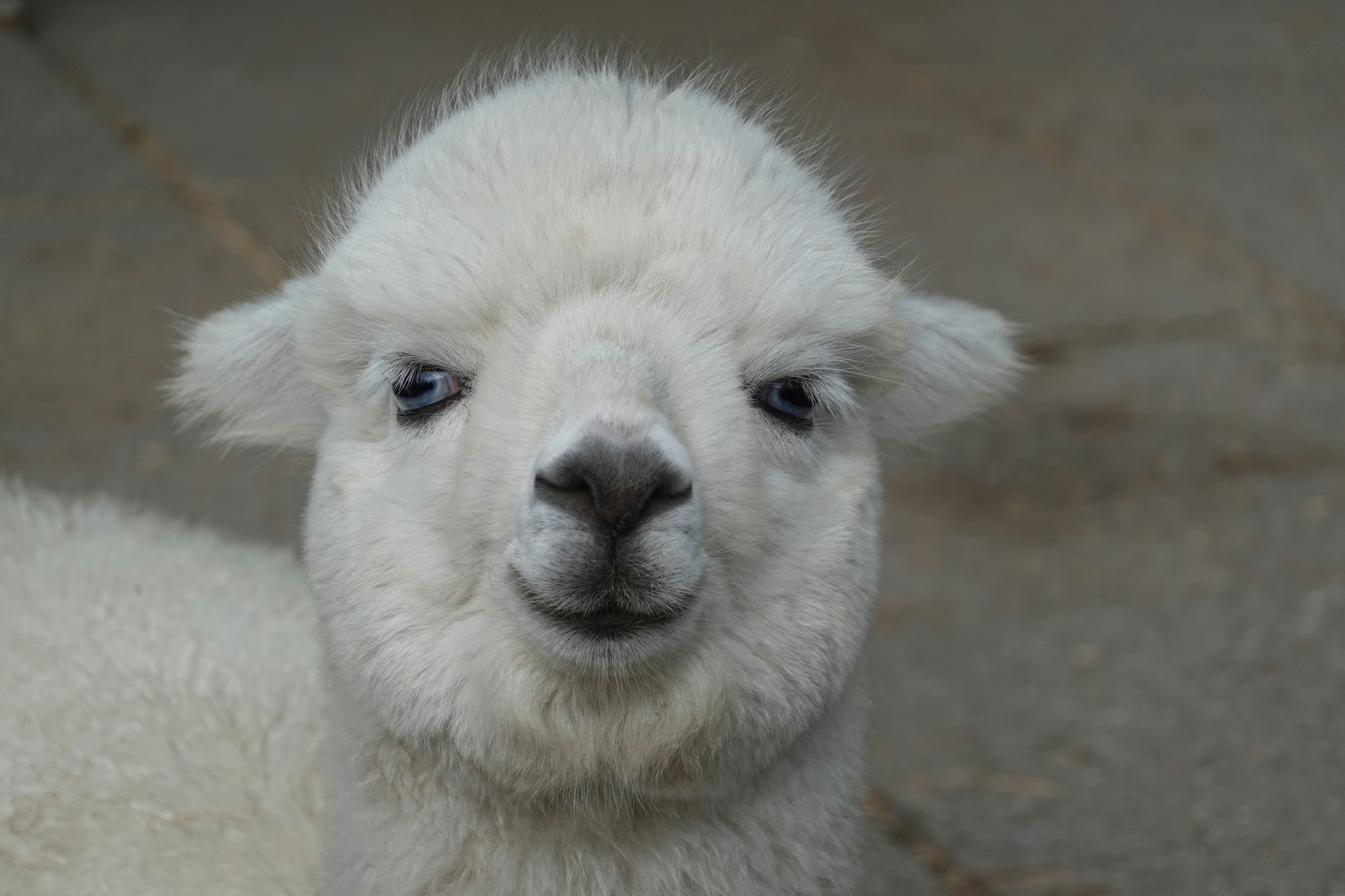 Curious Smile: A Close-Up of a White Alpaca