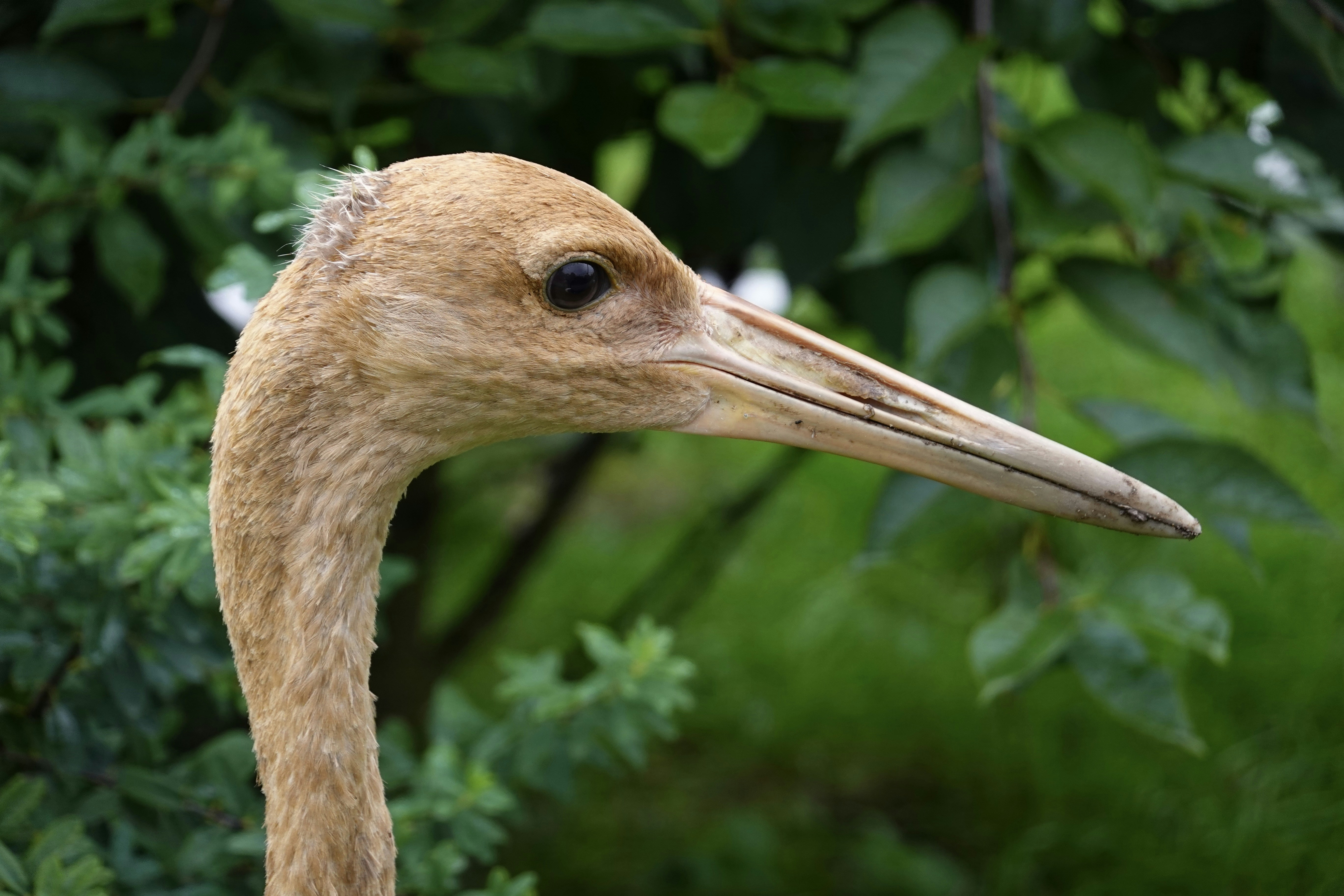 Heron Portrait: A Quiet Gaze Amid Greenery