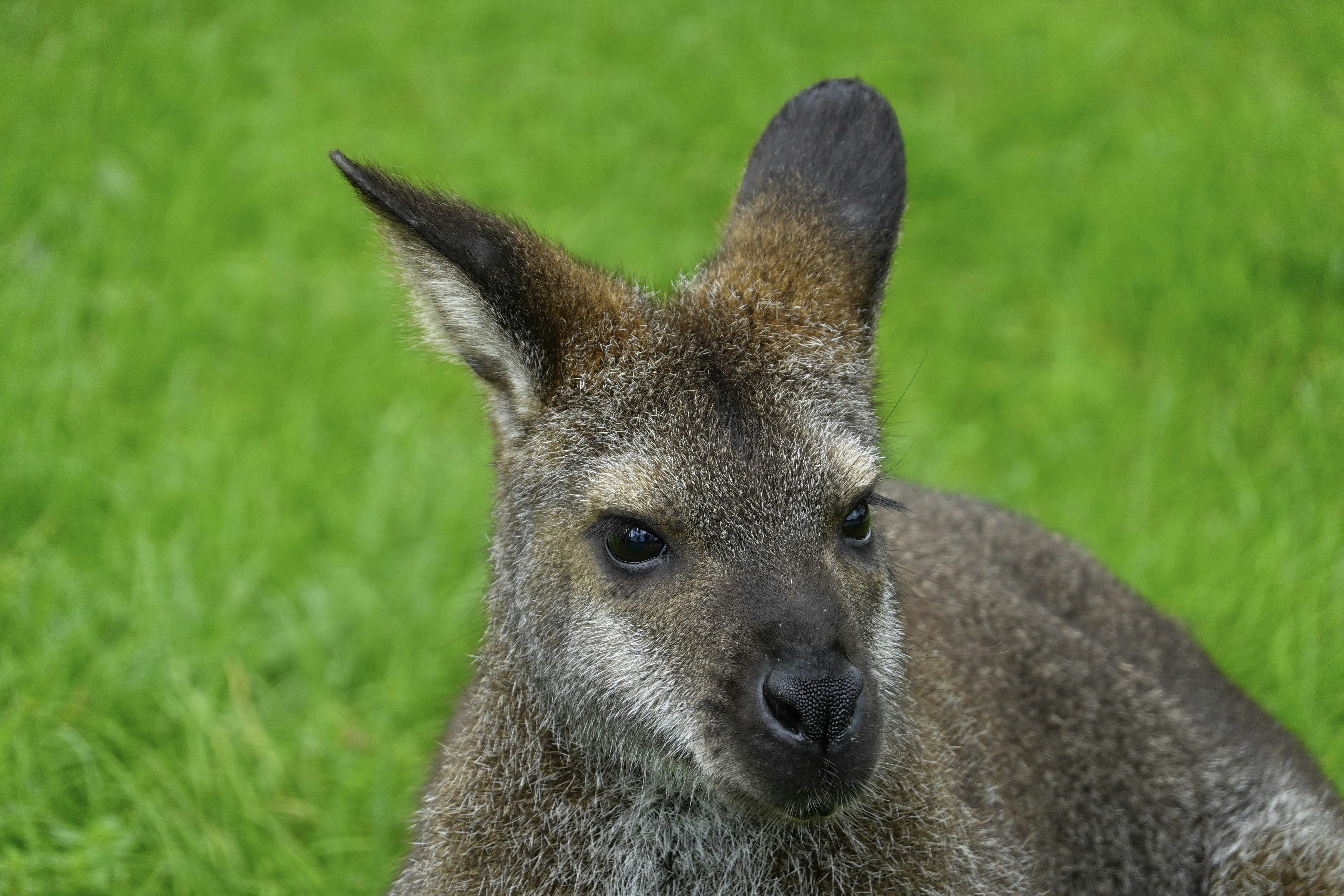 Curious Rooftop Watch: A Wallaby in Quiet Grassy Light
