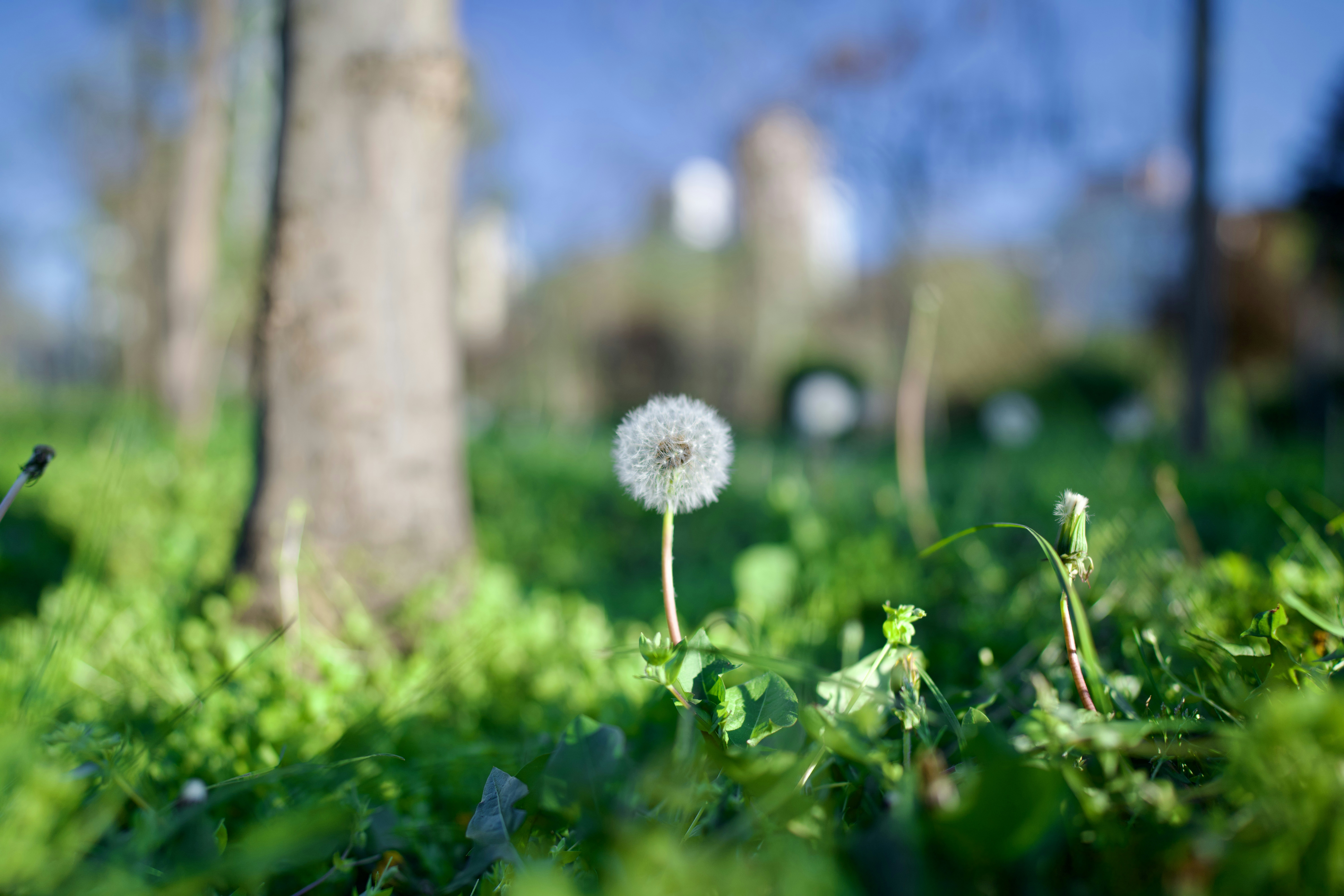 Single Dandelion Beacon in a Quiet Park