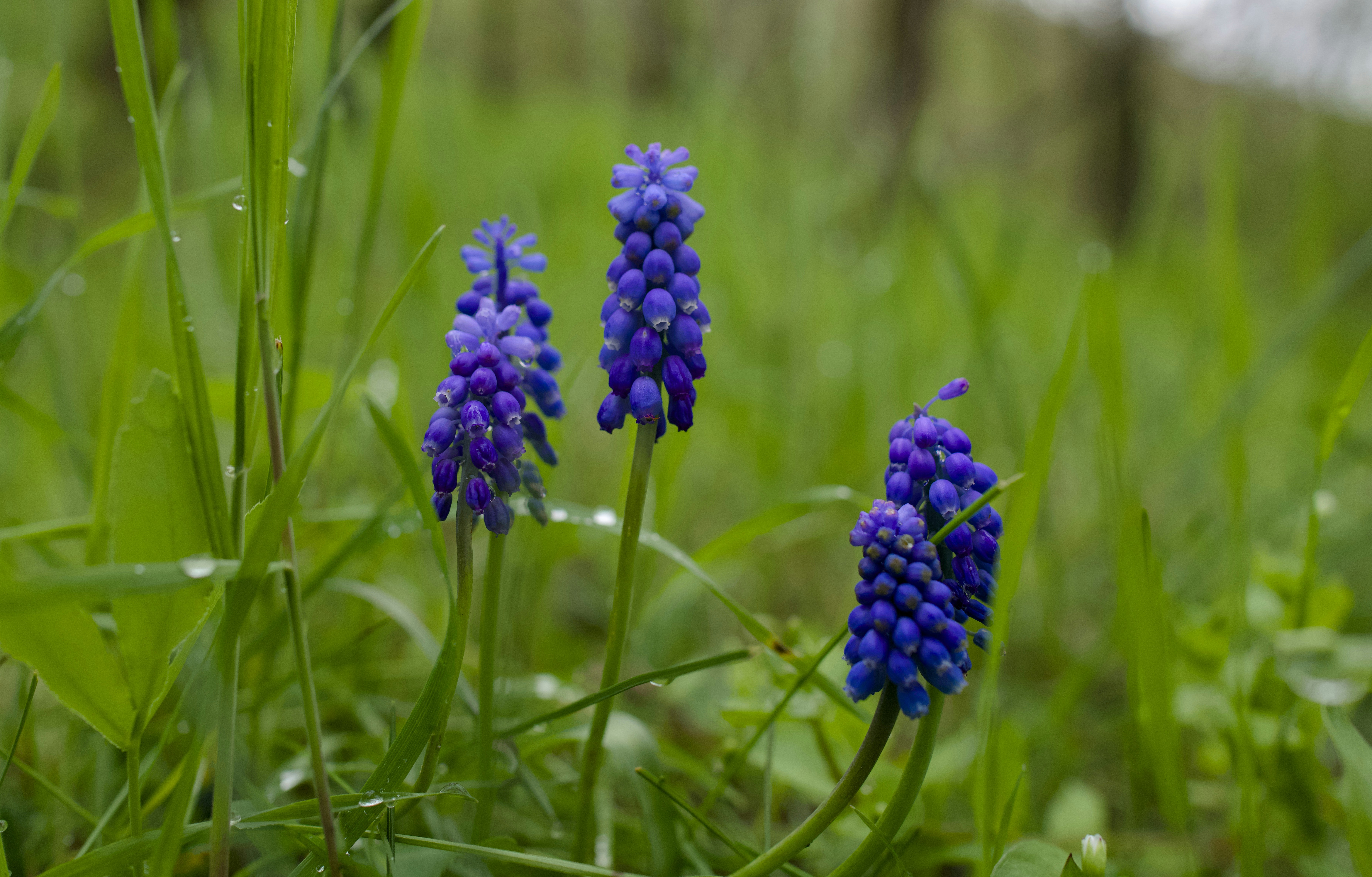 Azure clusters in a dew-kissed meadow