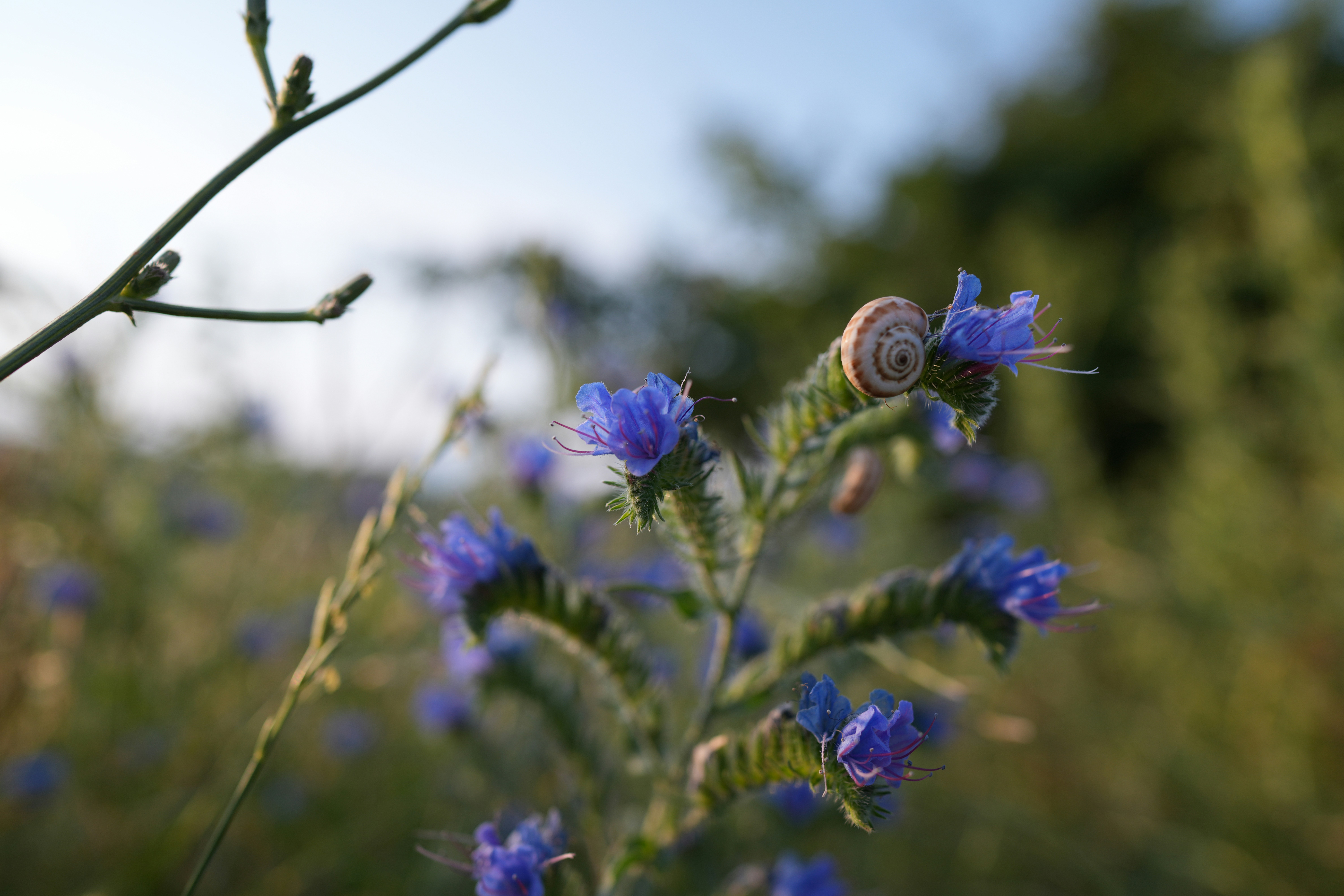 Blue blossoms meet a wandering snail in a sunlit meadow