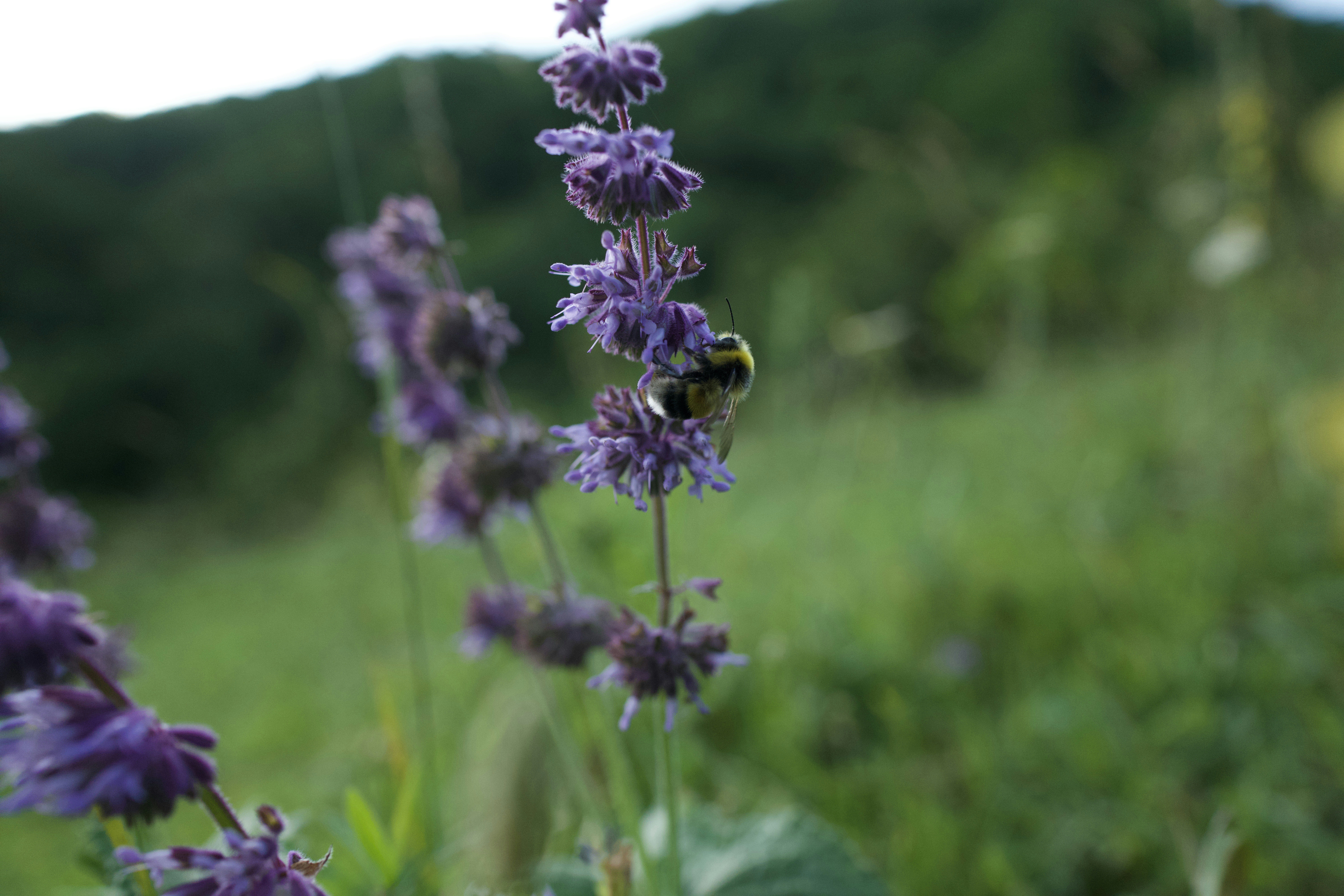 Busy Bee at the Lavender Spike: A Moment of Hovering Color