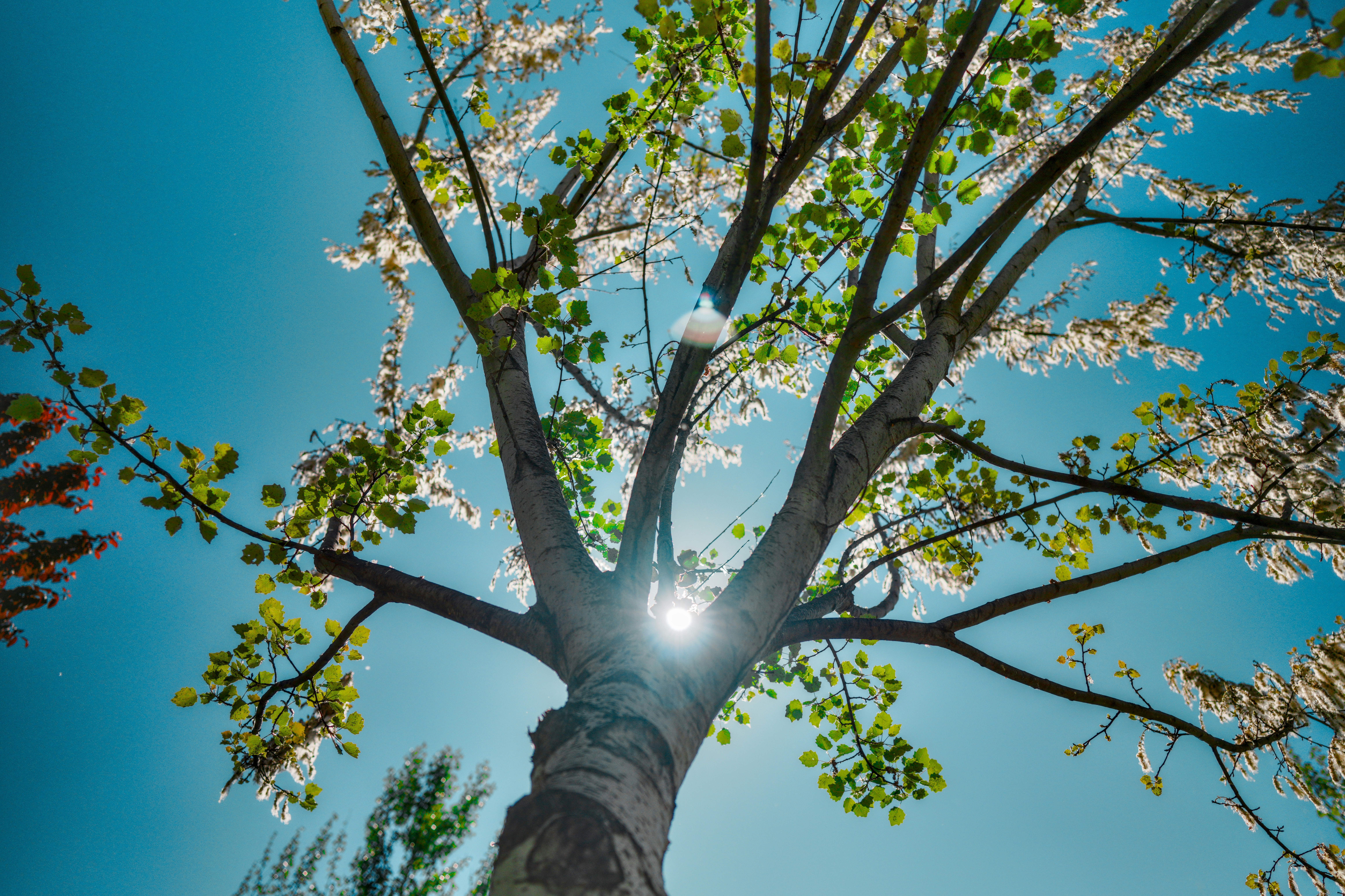 Sunburst Through Cherry Blossom Branches