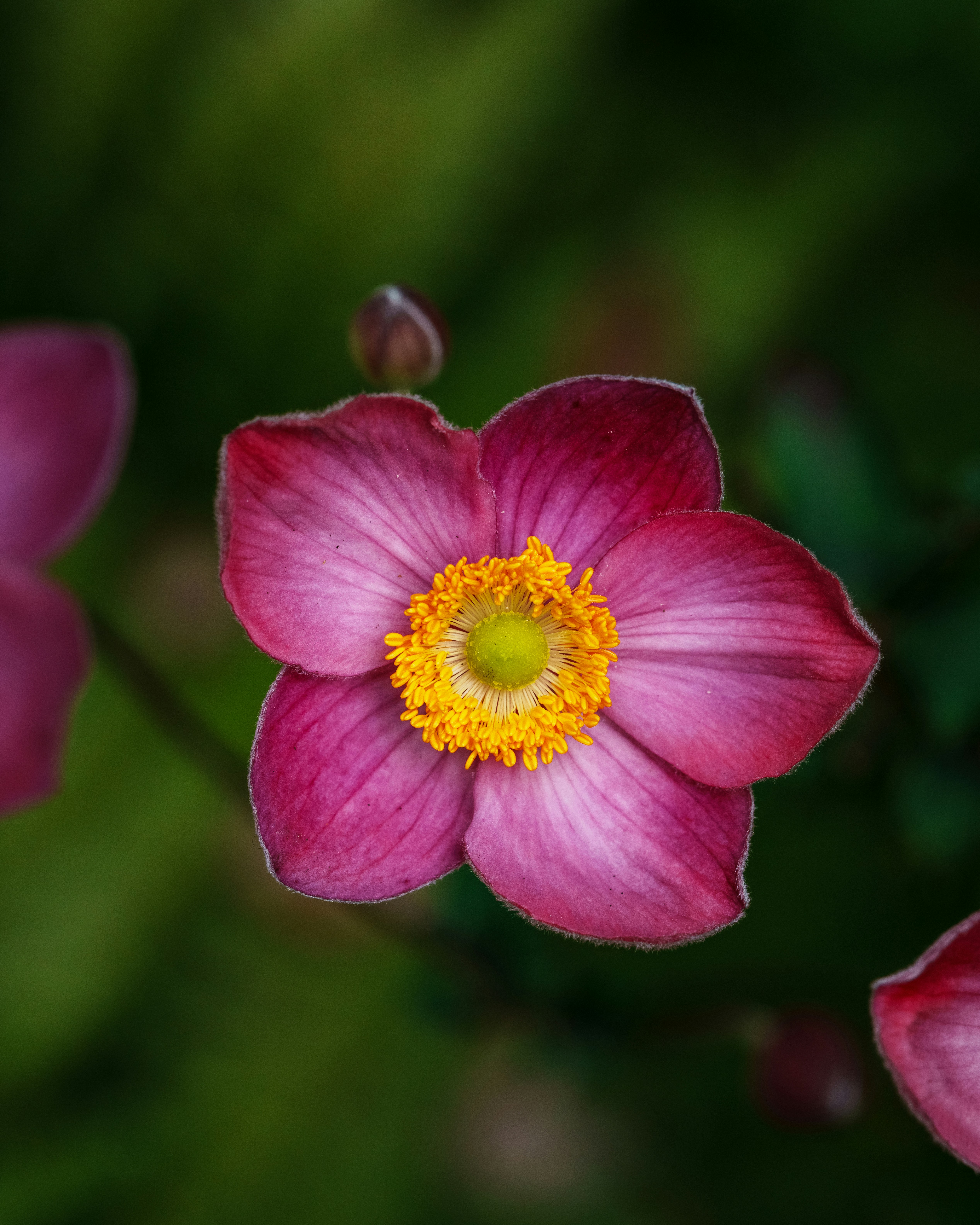 Magenta Petal Spotlight: a lone bloom with fiery center