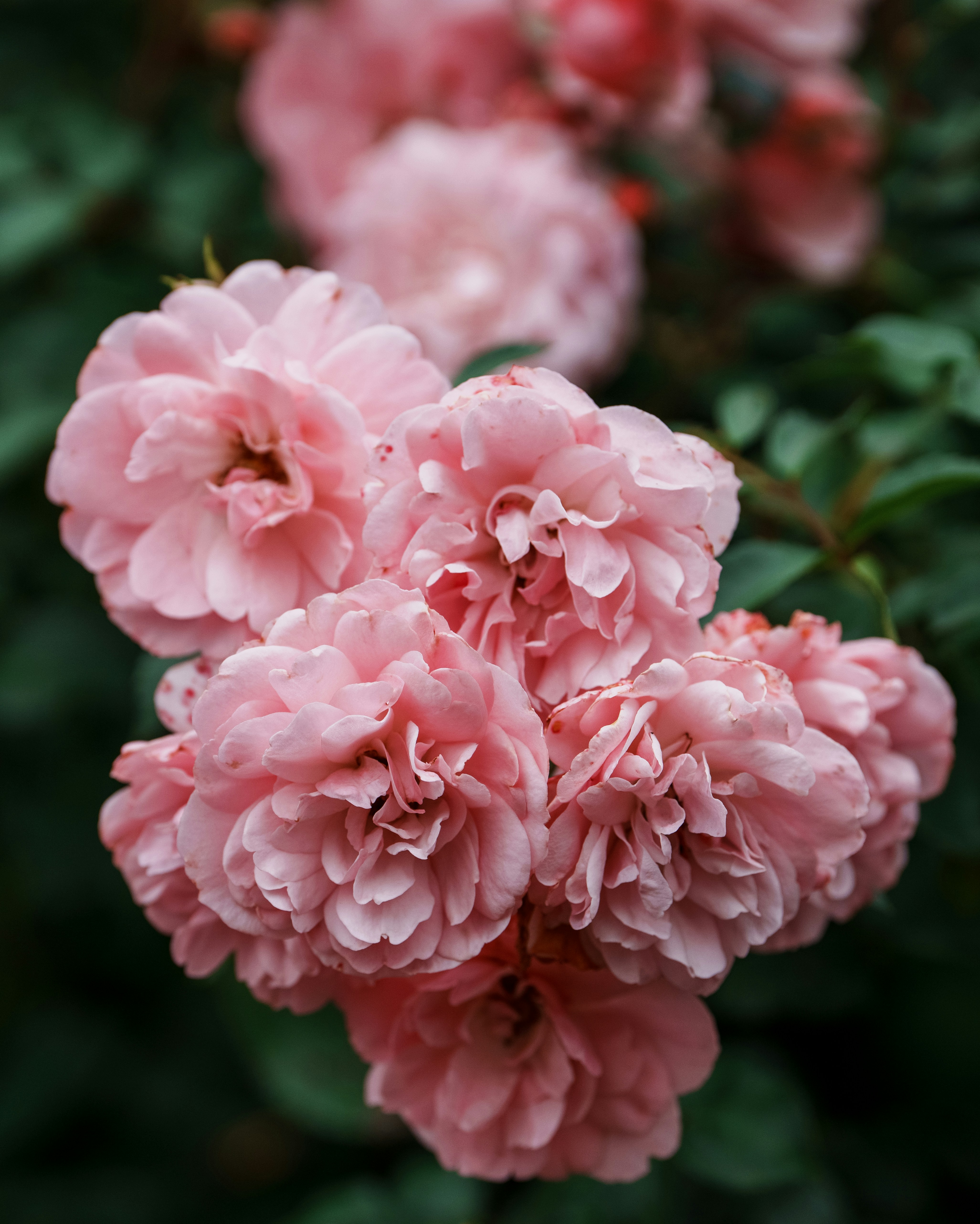 Soft Rosette Bloom: Pink Camellias in Quiet Garden