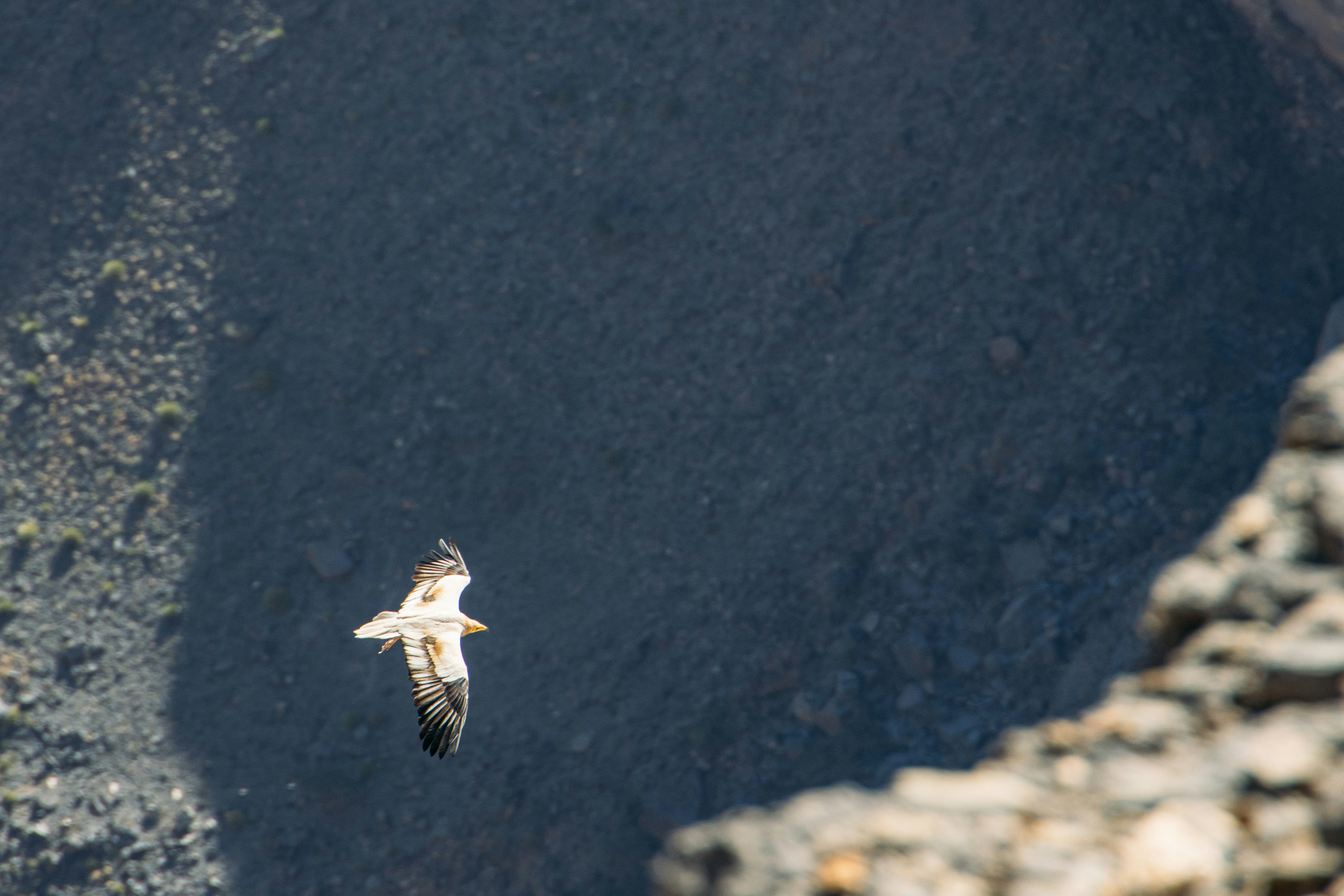 A lone gull skims the jagged quarry edge at dawn