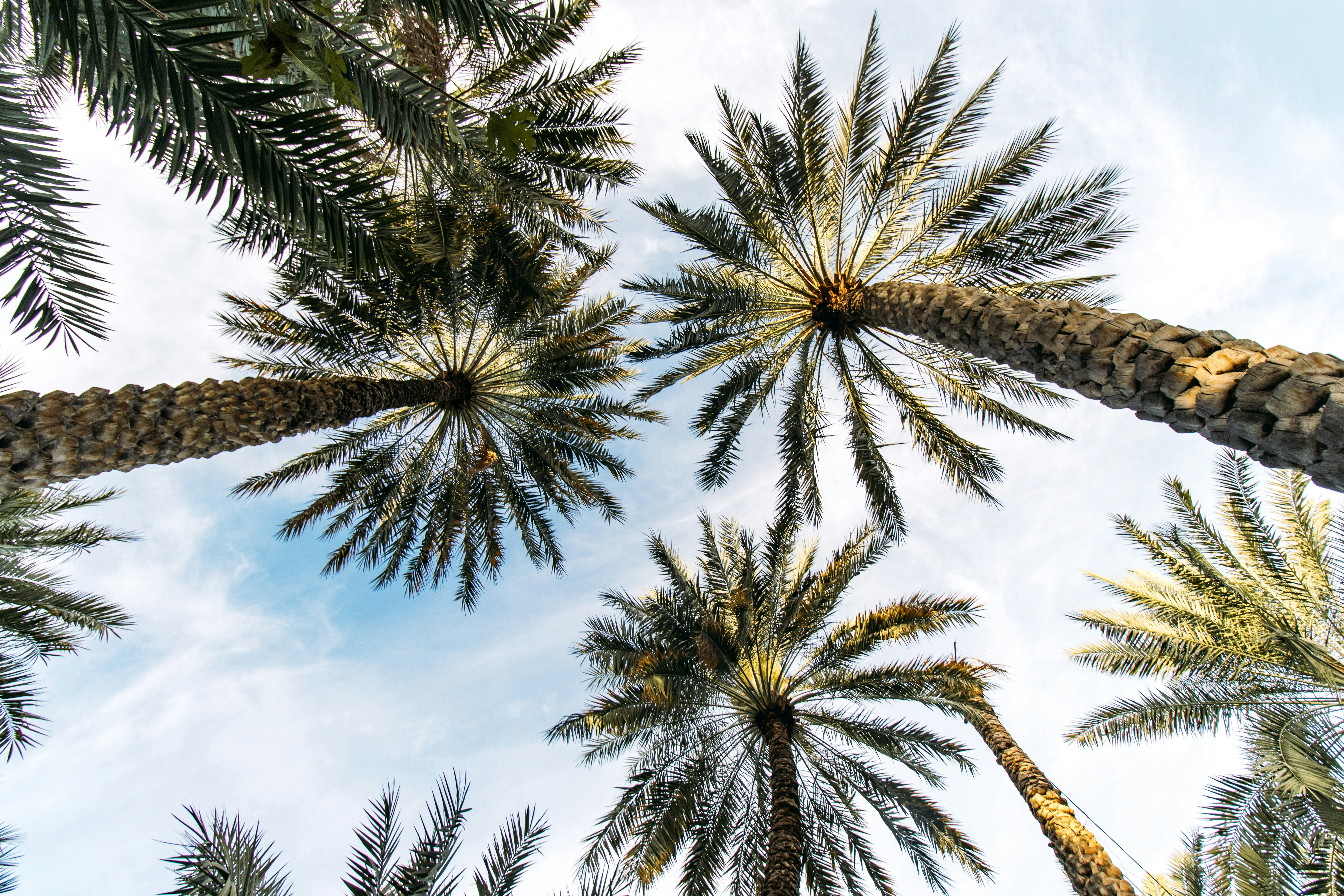 Palm-Canopy Constellation: Skyward Arches from a Ground View