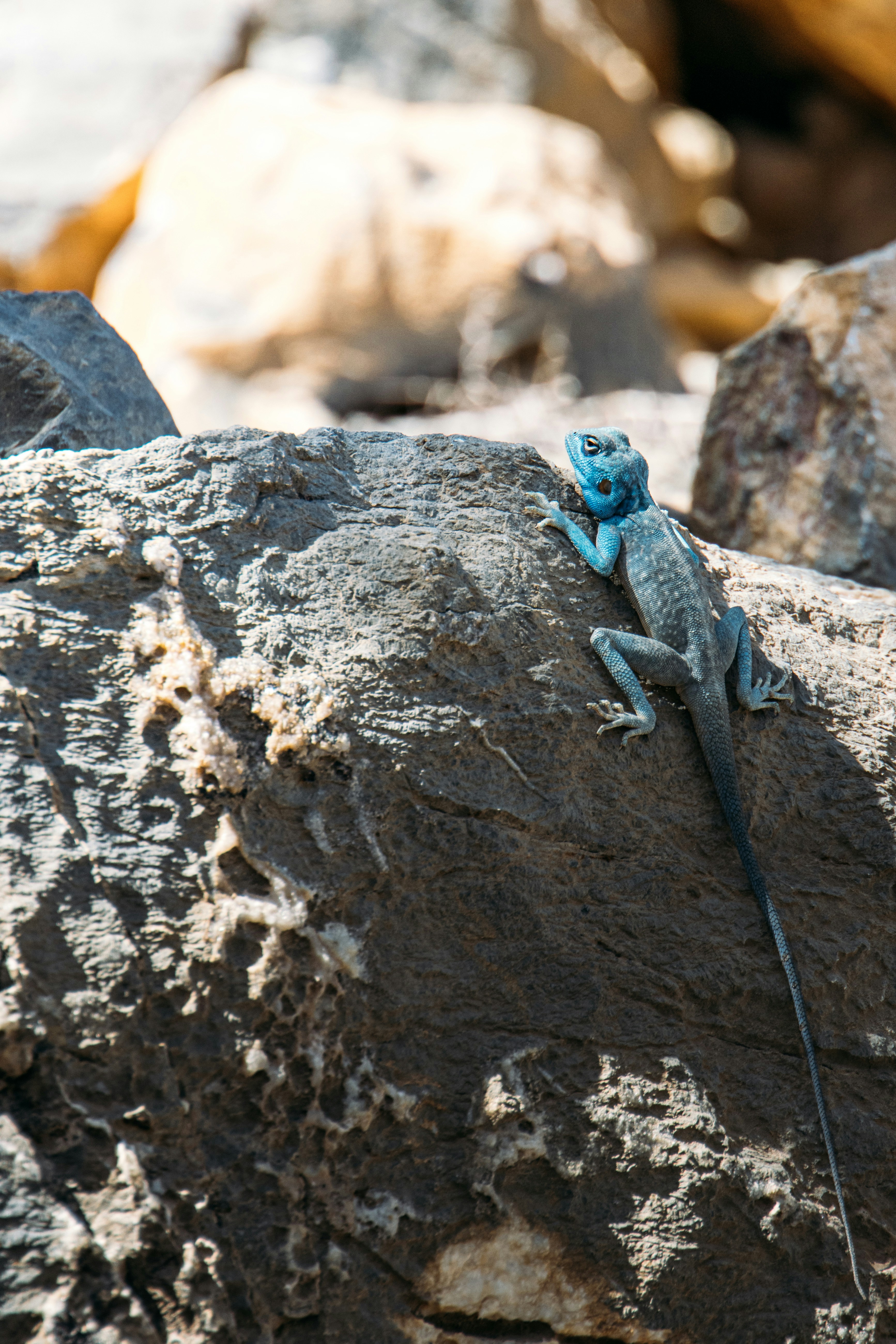 A blue-headed lizard on a large grey rock in bright sunlight