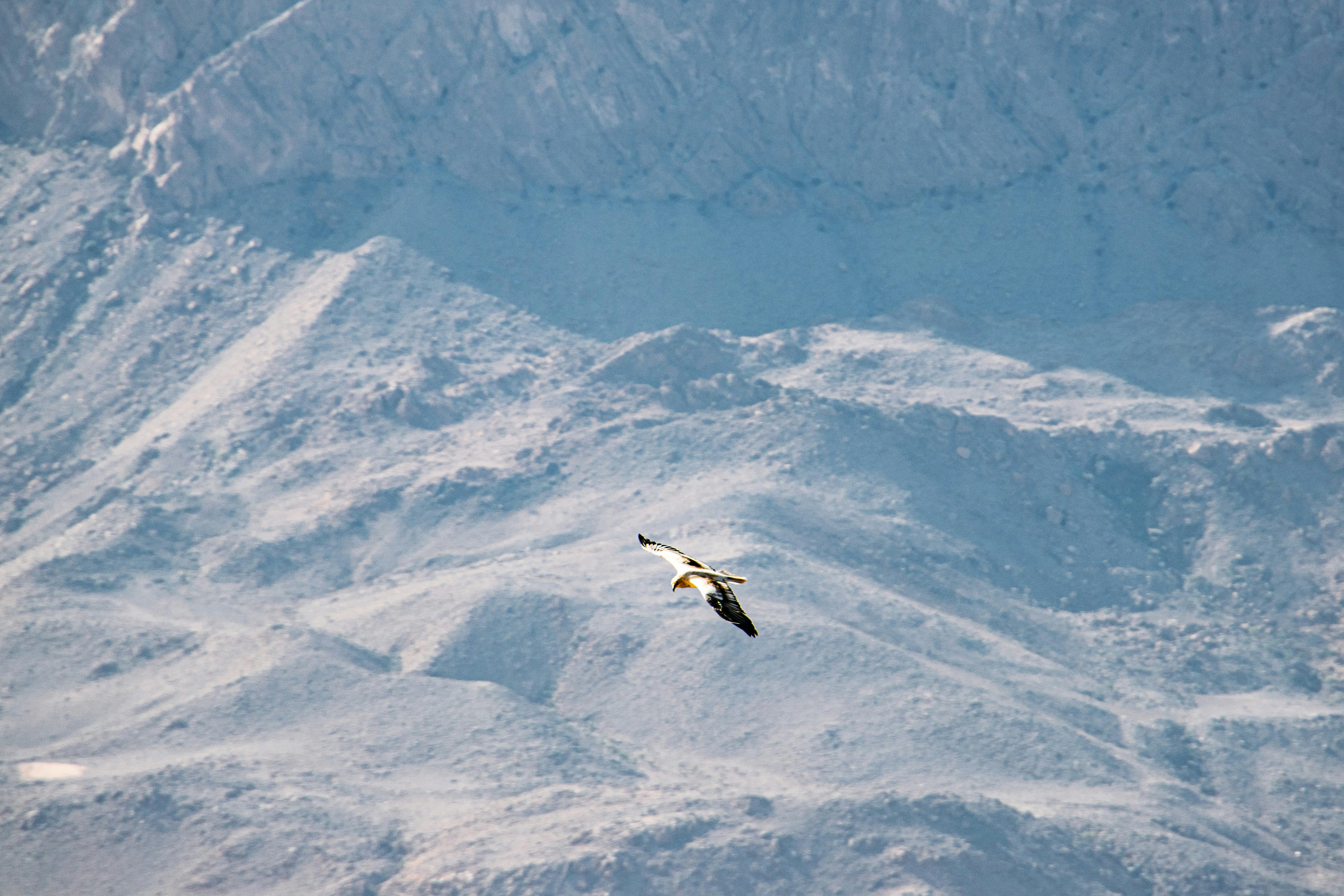A single bird soars over a snow-covered mountain landscape with a soft, pale blue sky backdrop. The scene emphasizes the vast, tranquil alpine environment and the bird as the focal point.