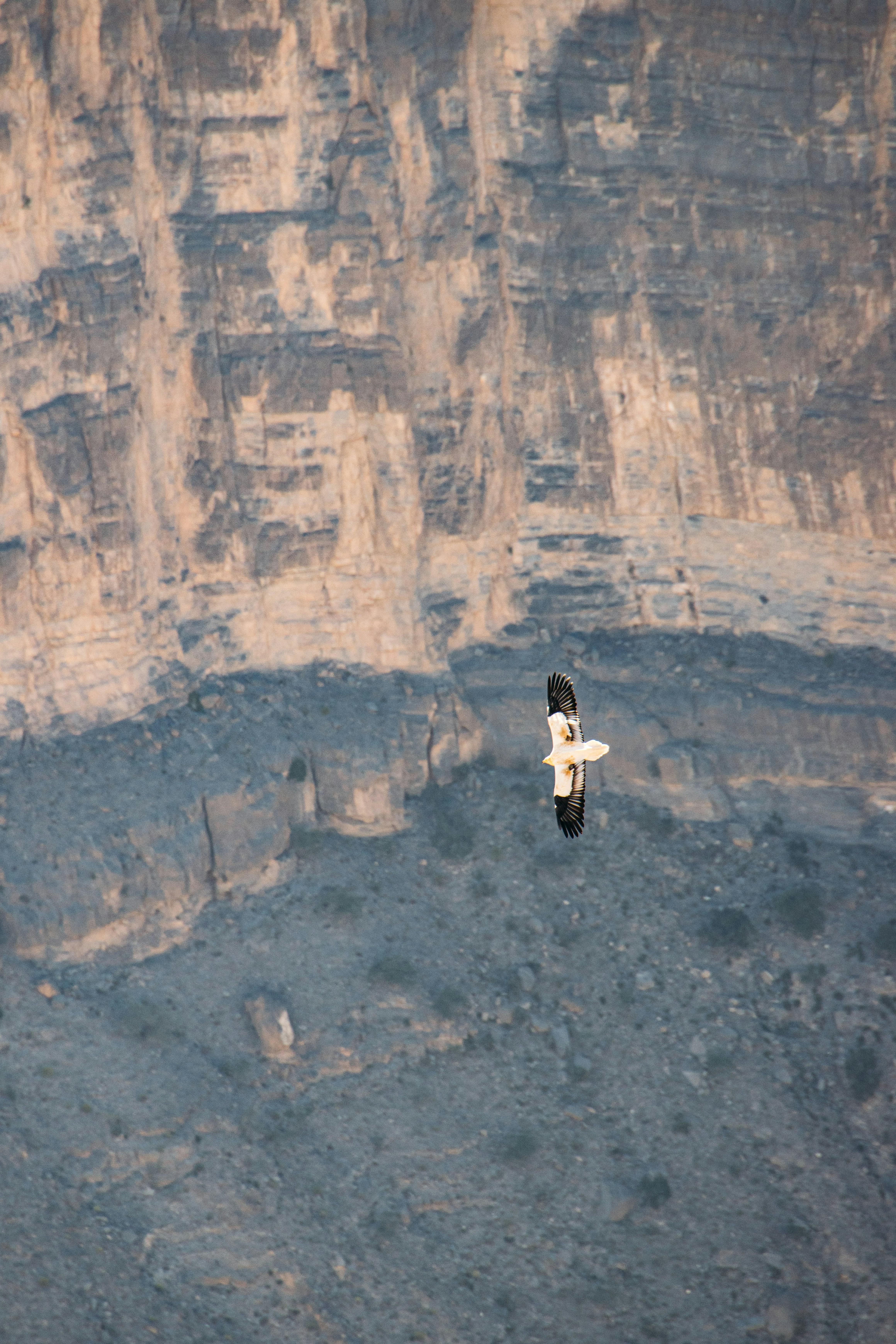 Midair Contrast: A lone raptor over a rugged canyon