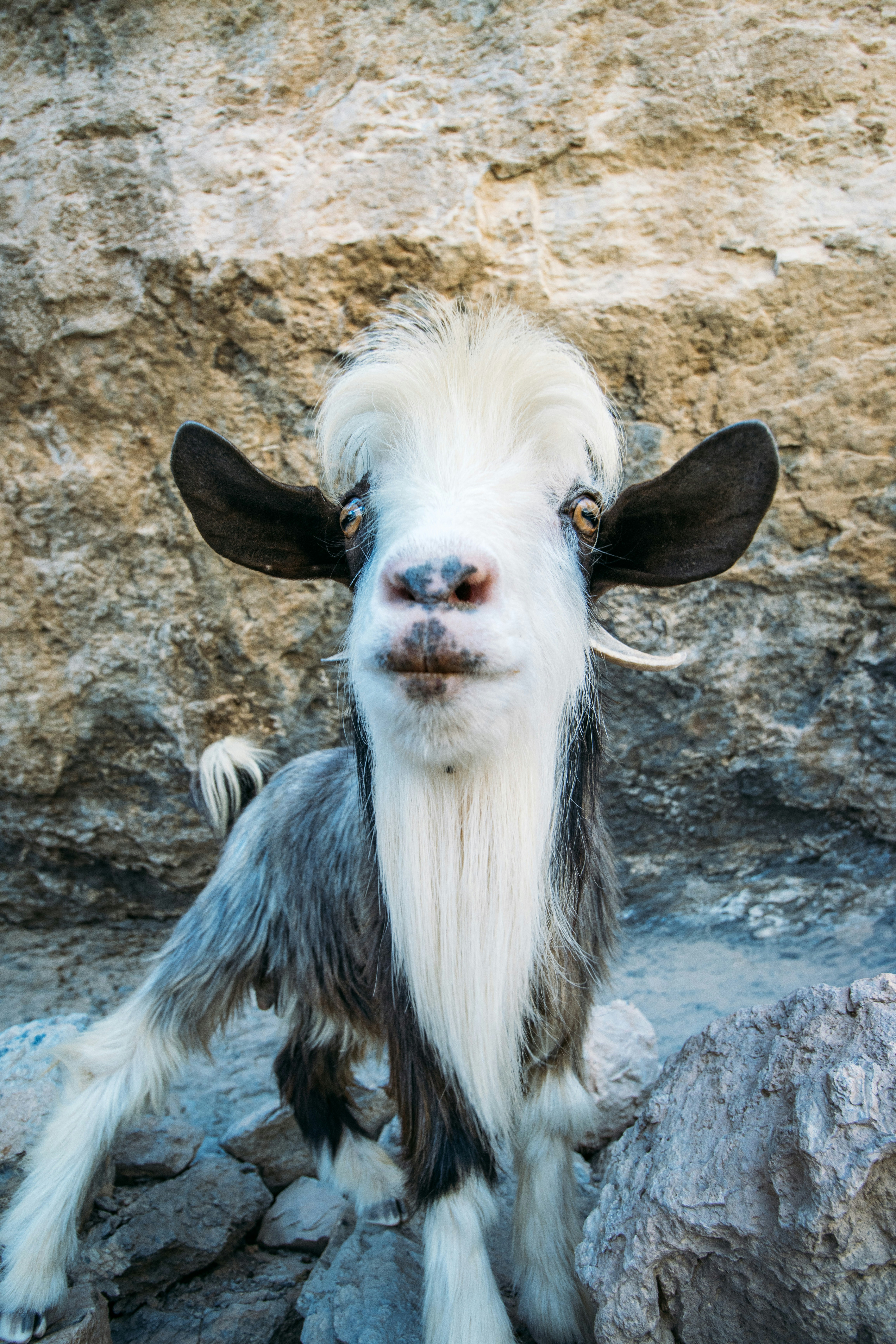 Curious Goat Portrait: White Mane and Stone Wall