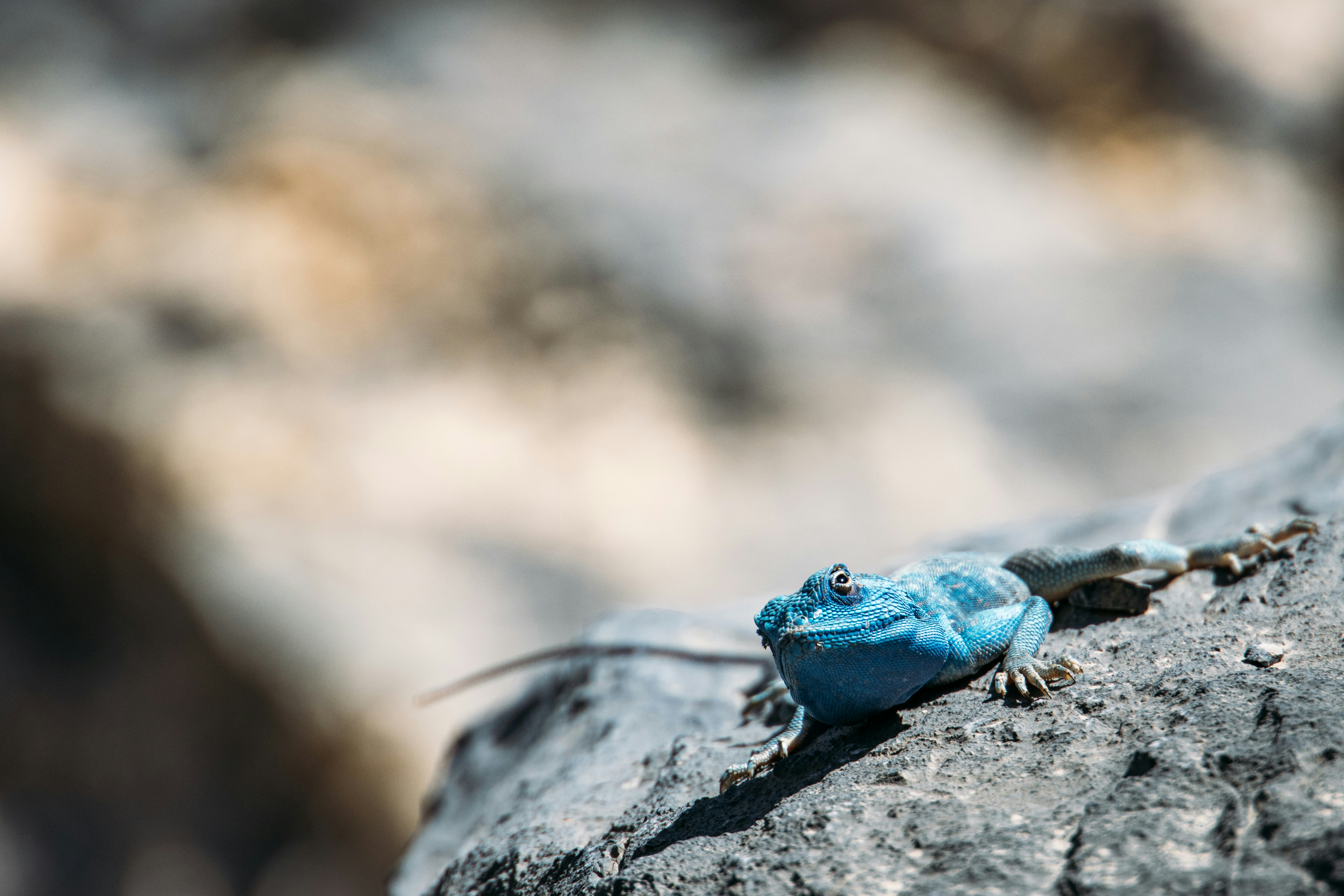 Azure Sand Lizard: A Blue Residency on Sun-Warmed Stone