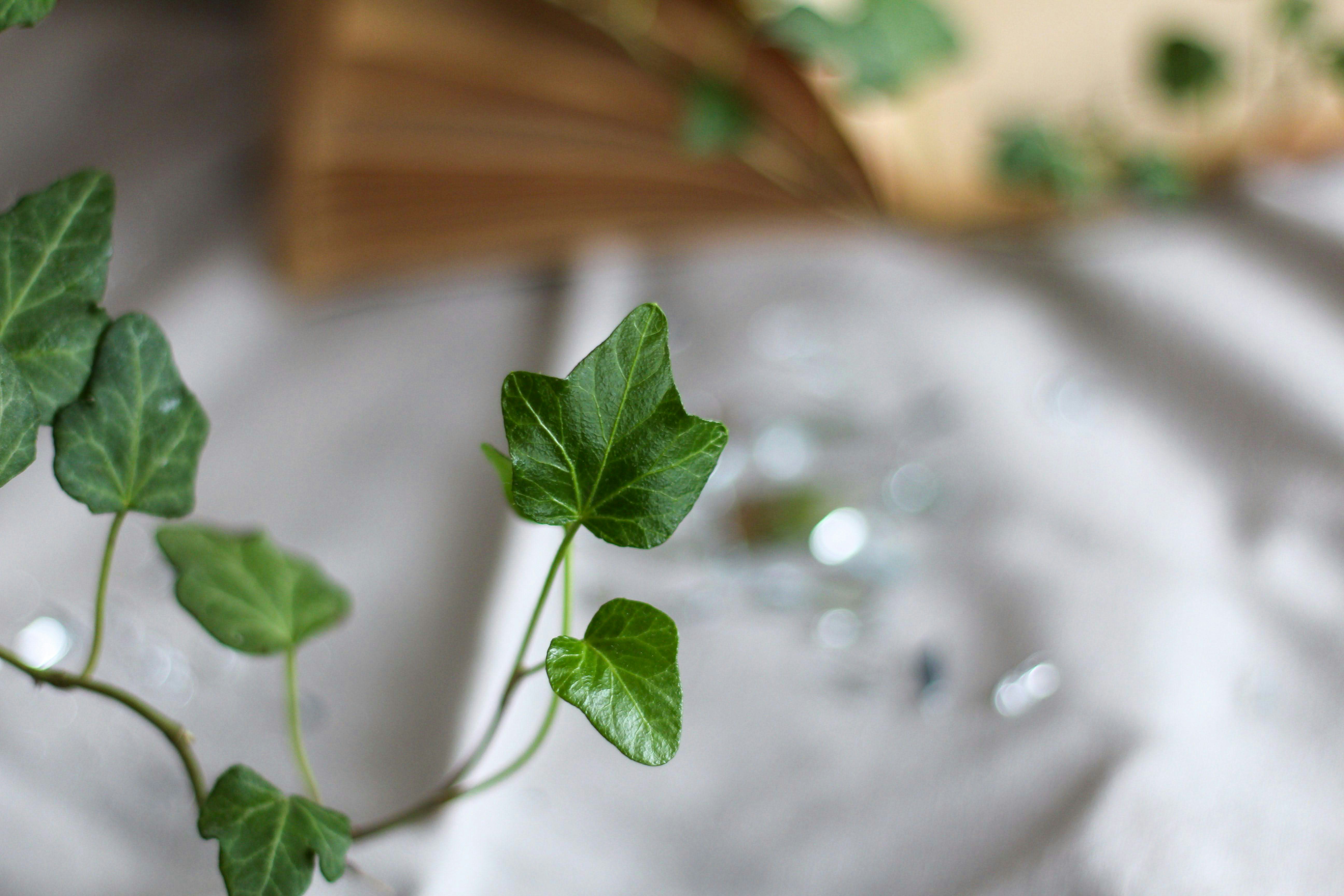 Trailing ivy reaches toward a soft, blurred background