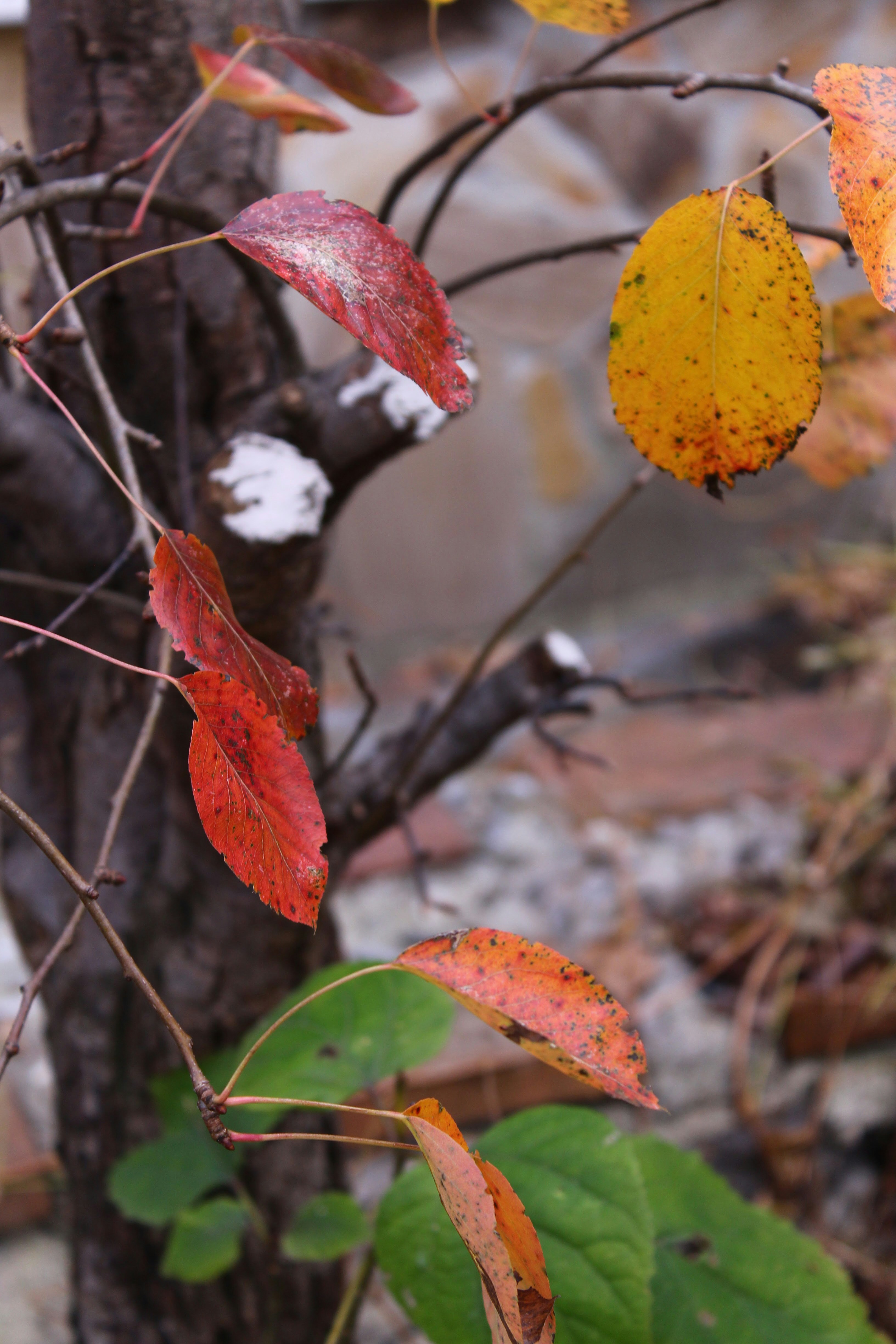 Autumn Leaves Clinging to a Trellis by the Frost-Kissed Trunk