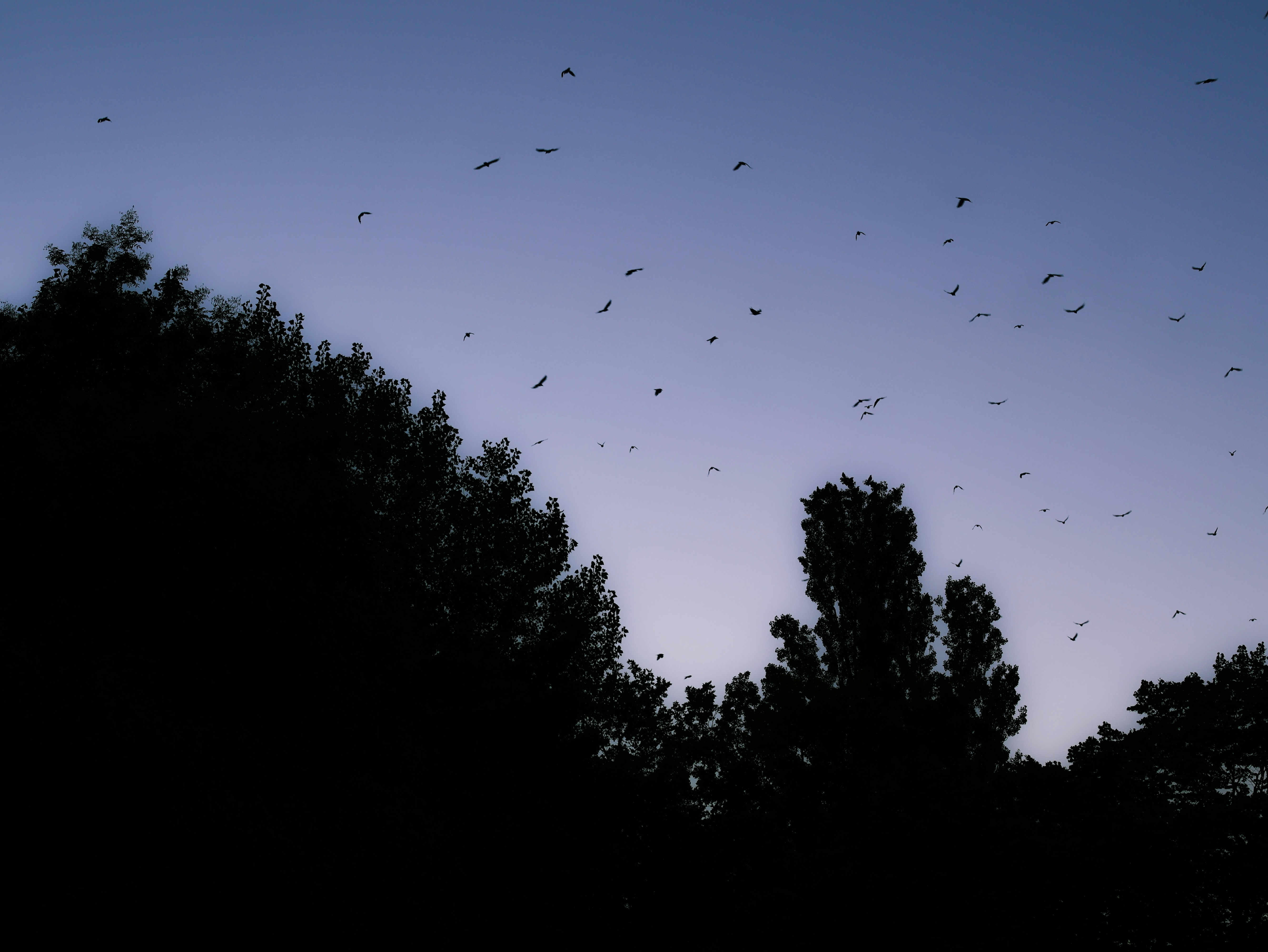 Dusky Flock: Birds Crossing a Silhouetted Horizon
