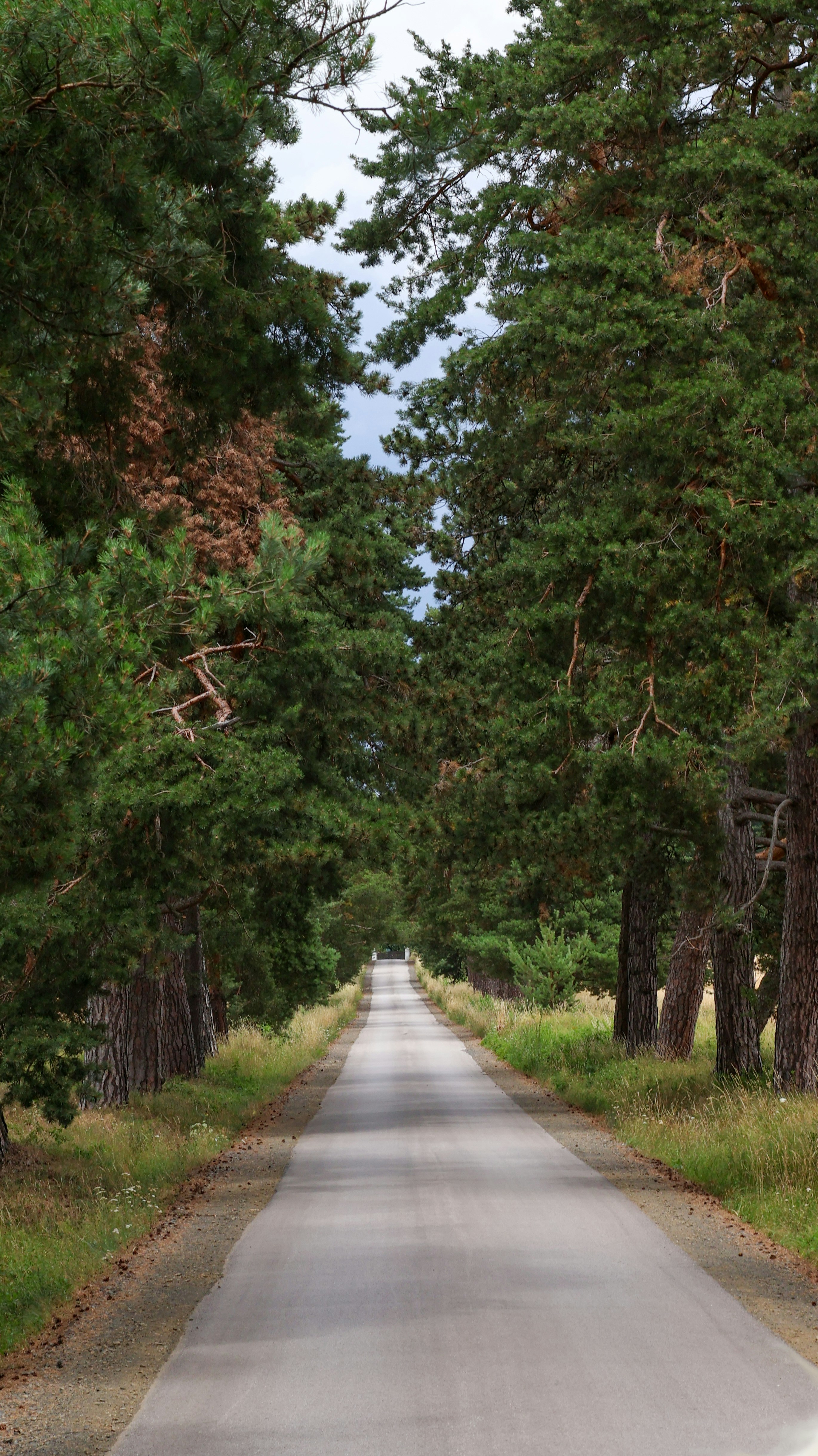 A Lonely Pine-lined Path Stretching into Distant Light