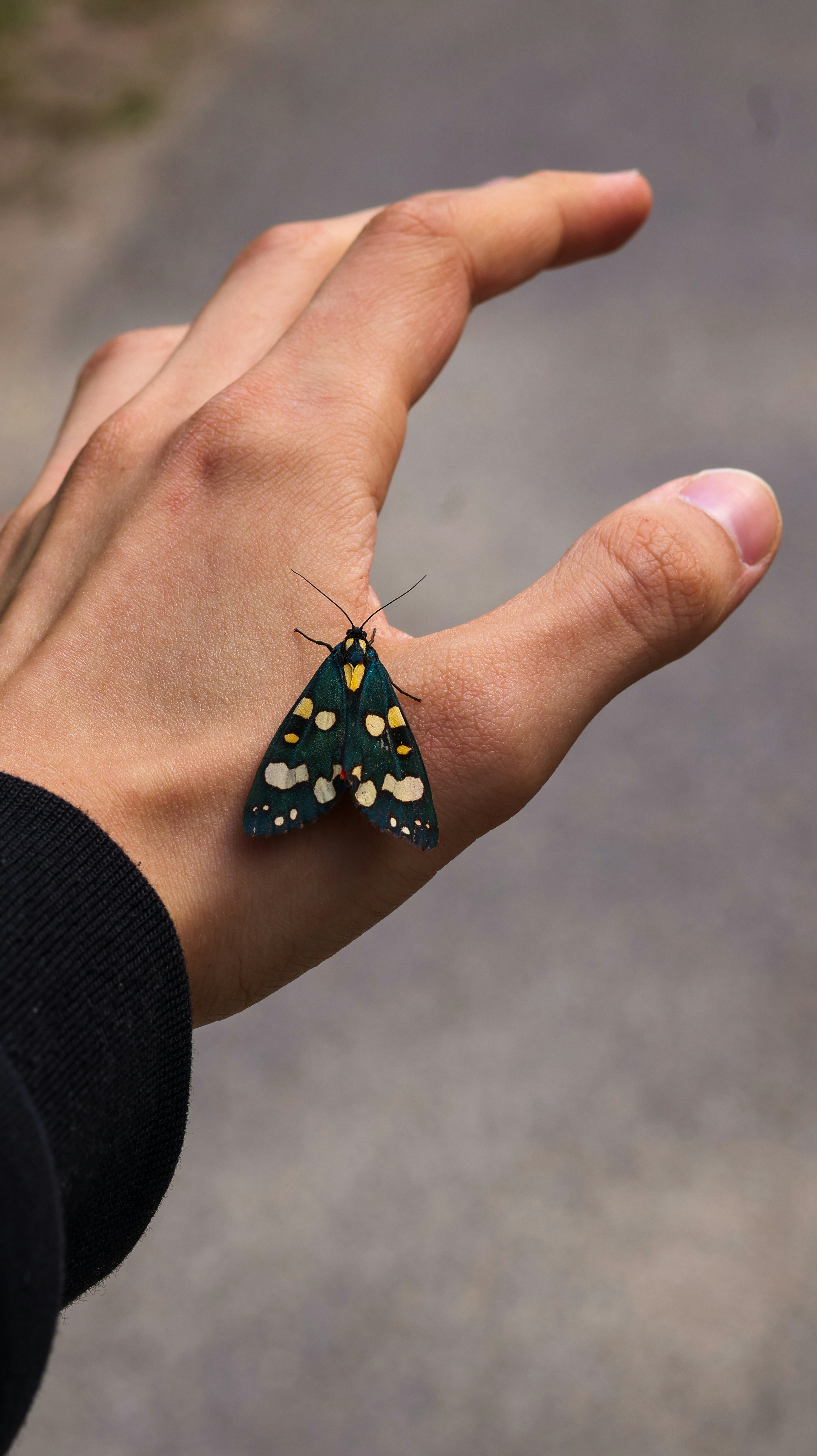Delicate Wing on a Hand: A Green-Yold Moth resting on a finger