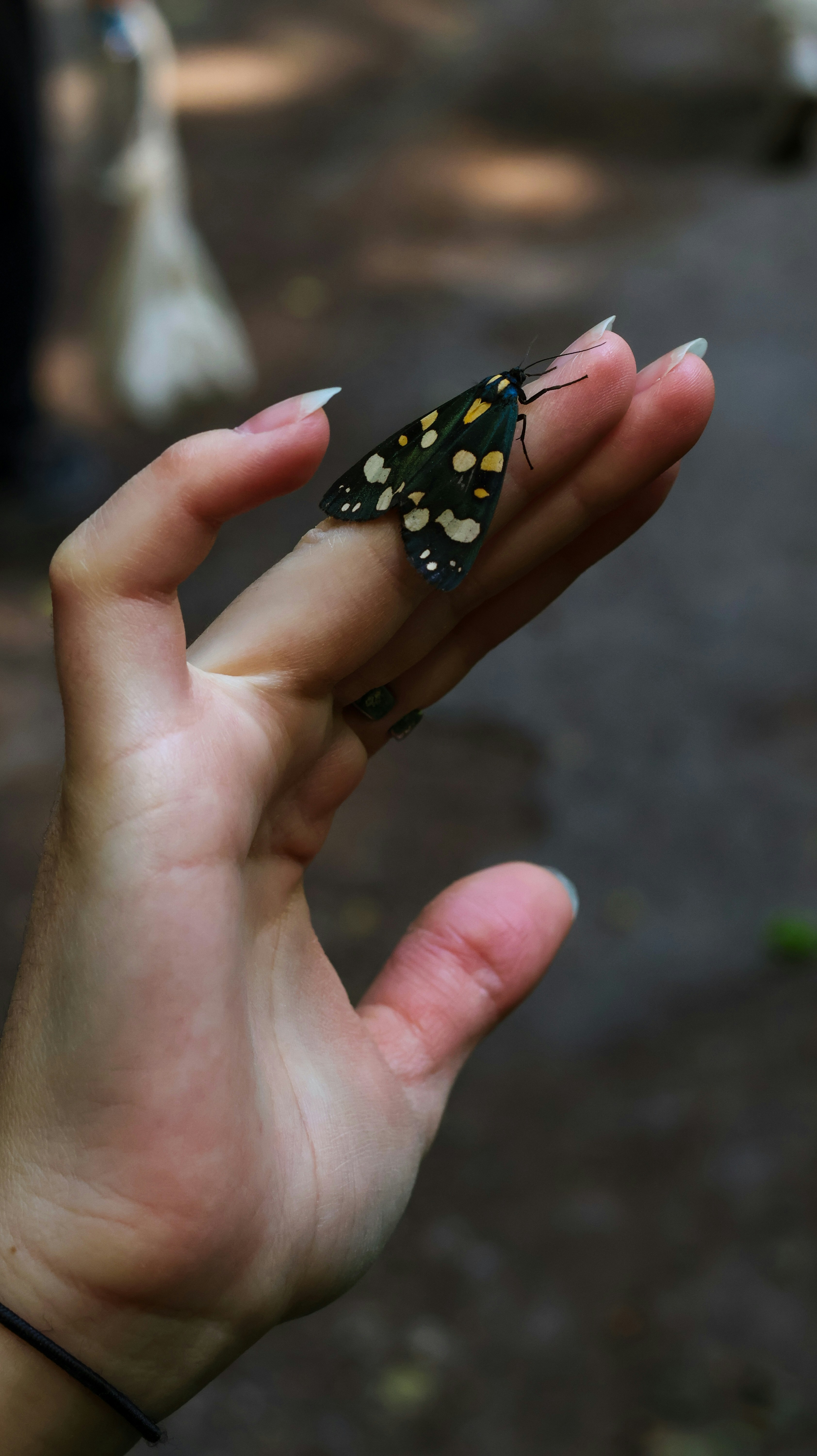 Delicate Monarch on a Tender Hand