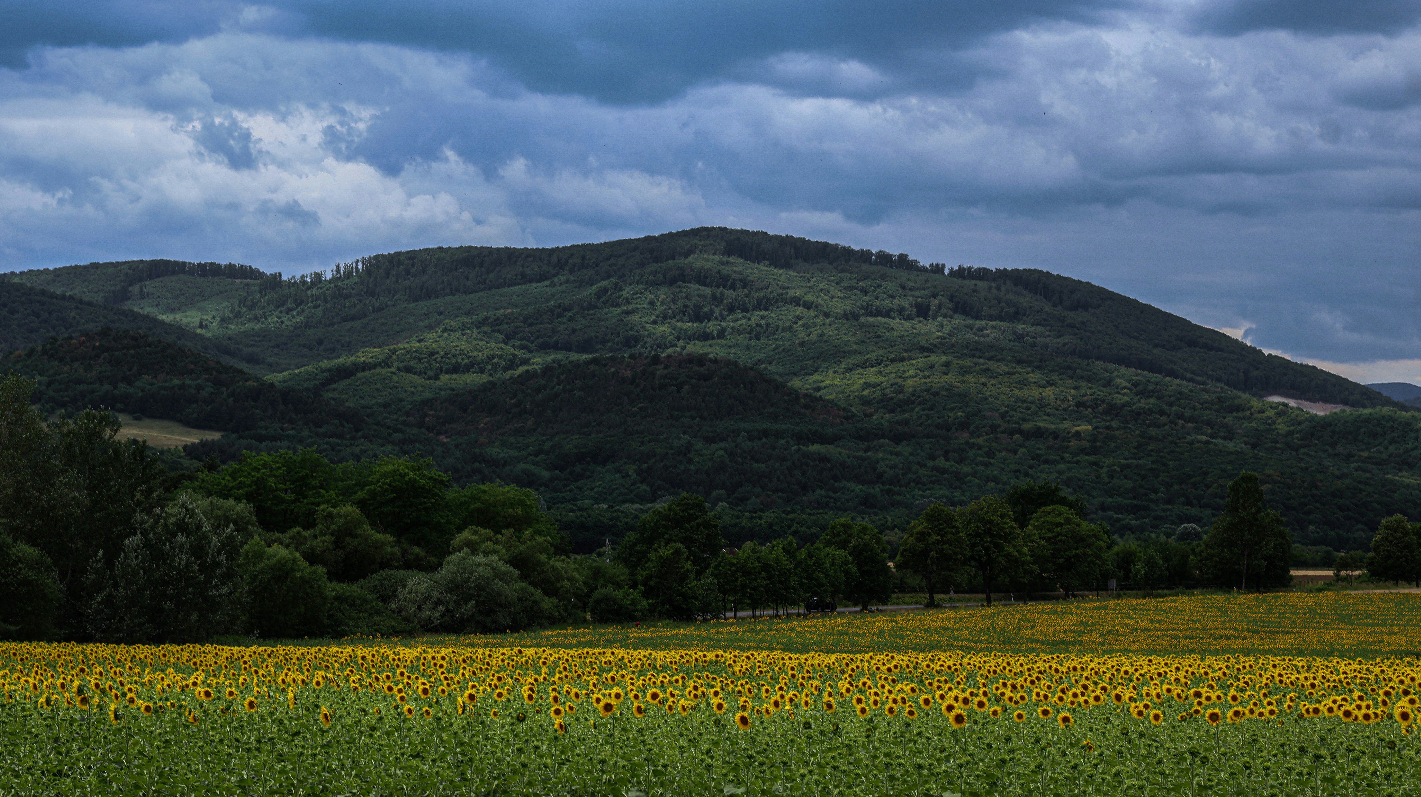 Drowsy Hills Over a Field of Sunflowers at Dusk