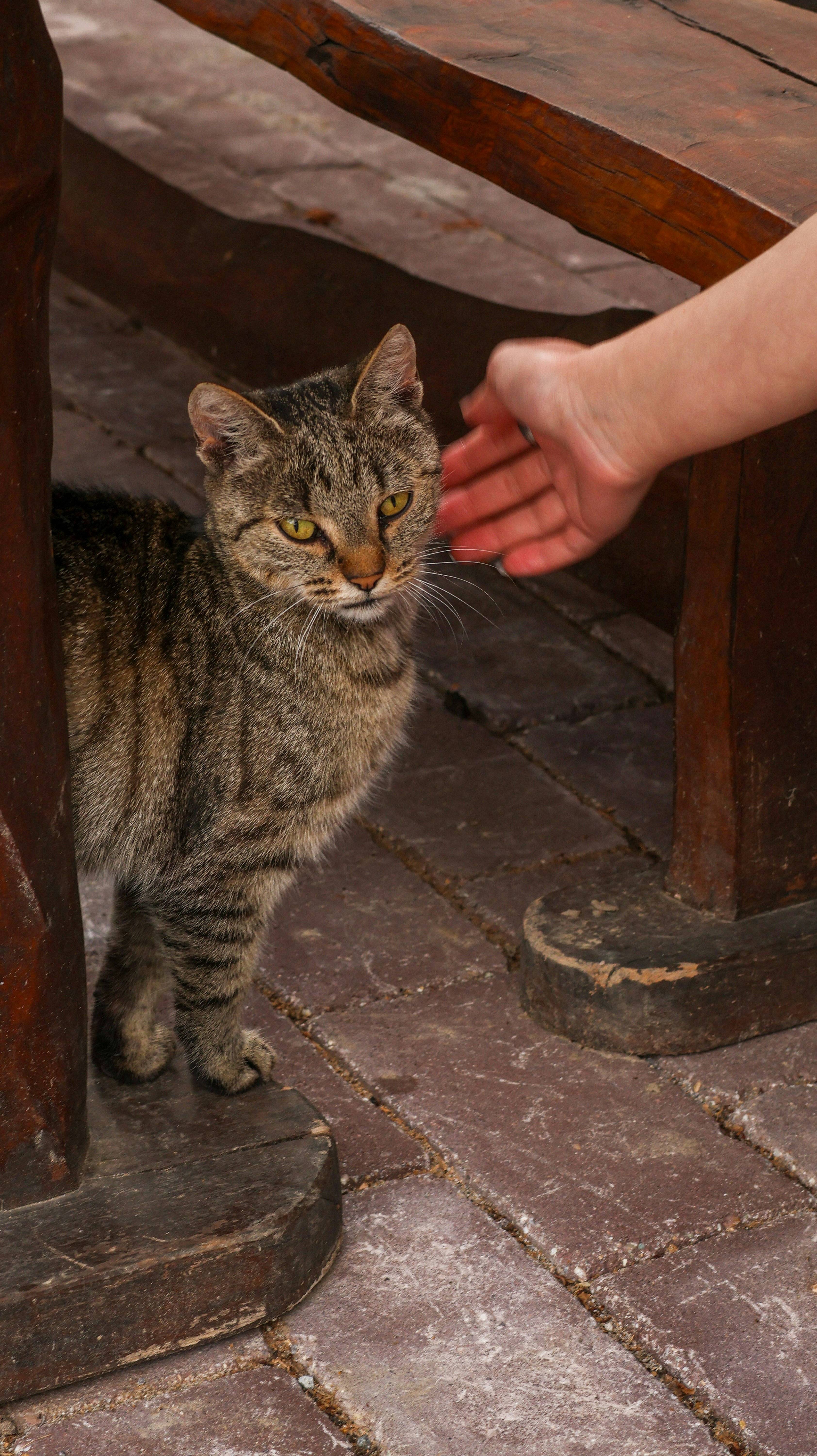 Whiskers Under the Table: A Curious Pause