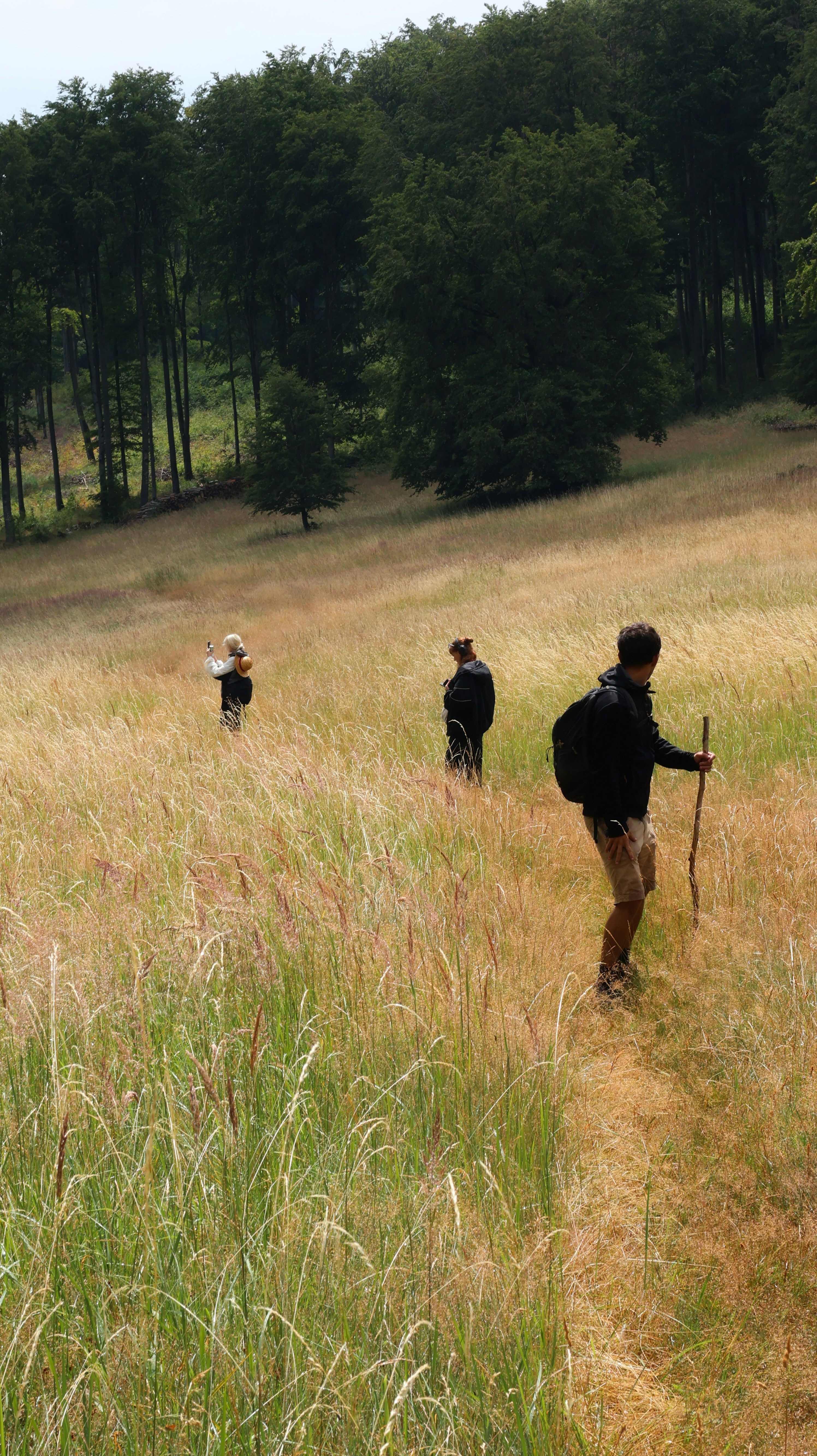 Three hikers traverse a sunlit meadow toward a line of trees