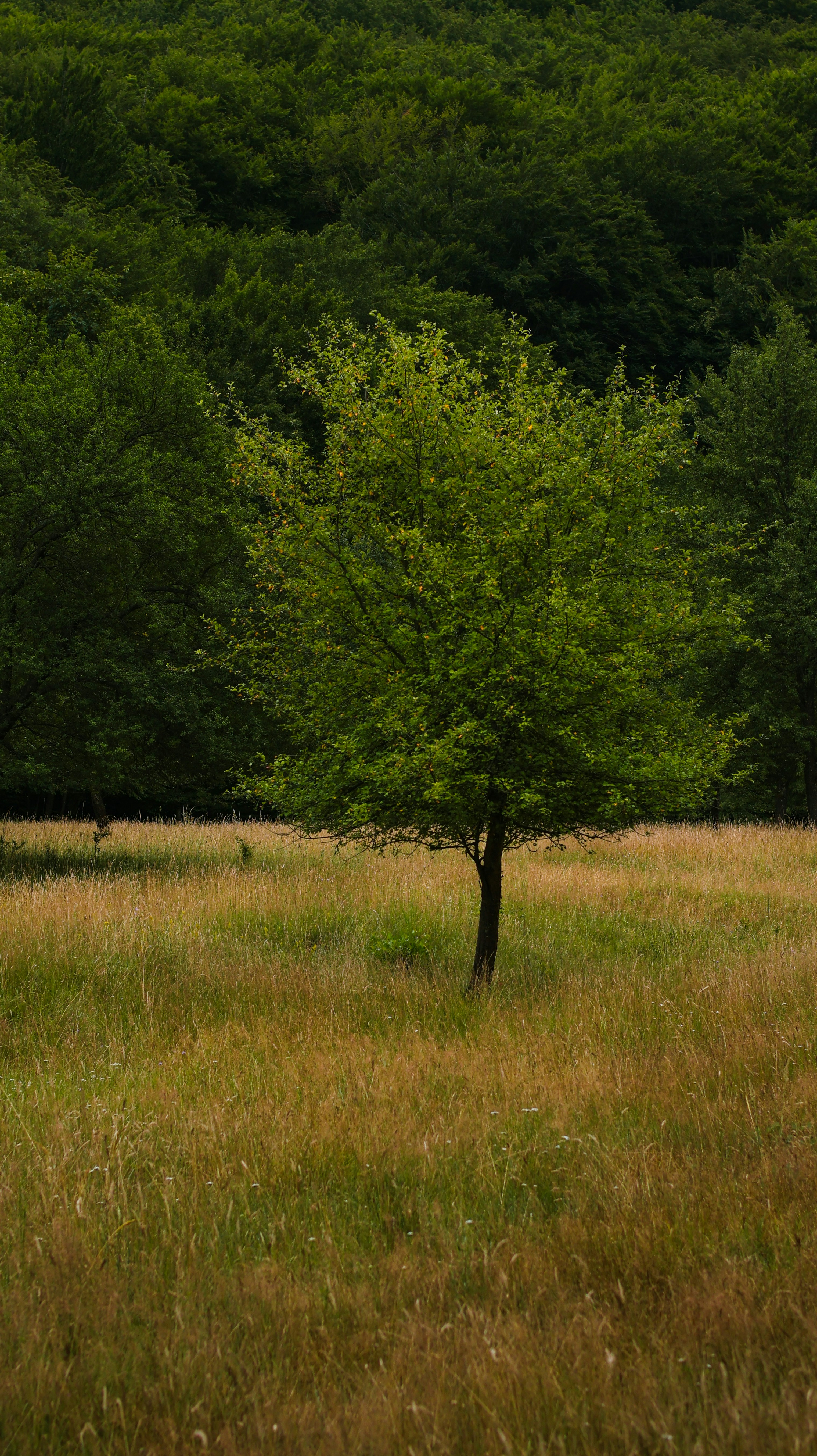 Solitary Green Canopy: A Lone Tree in an Open Meadow