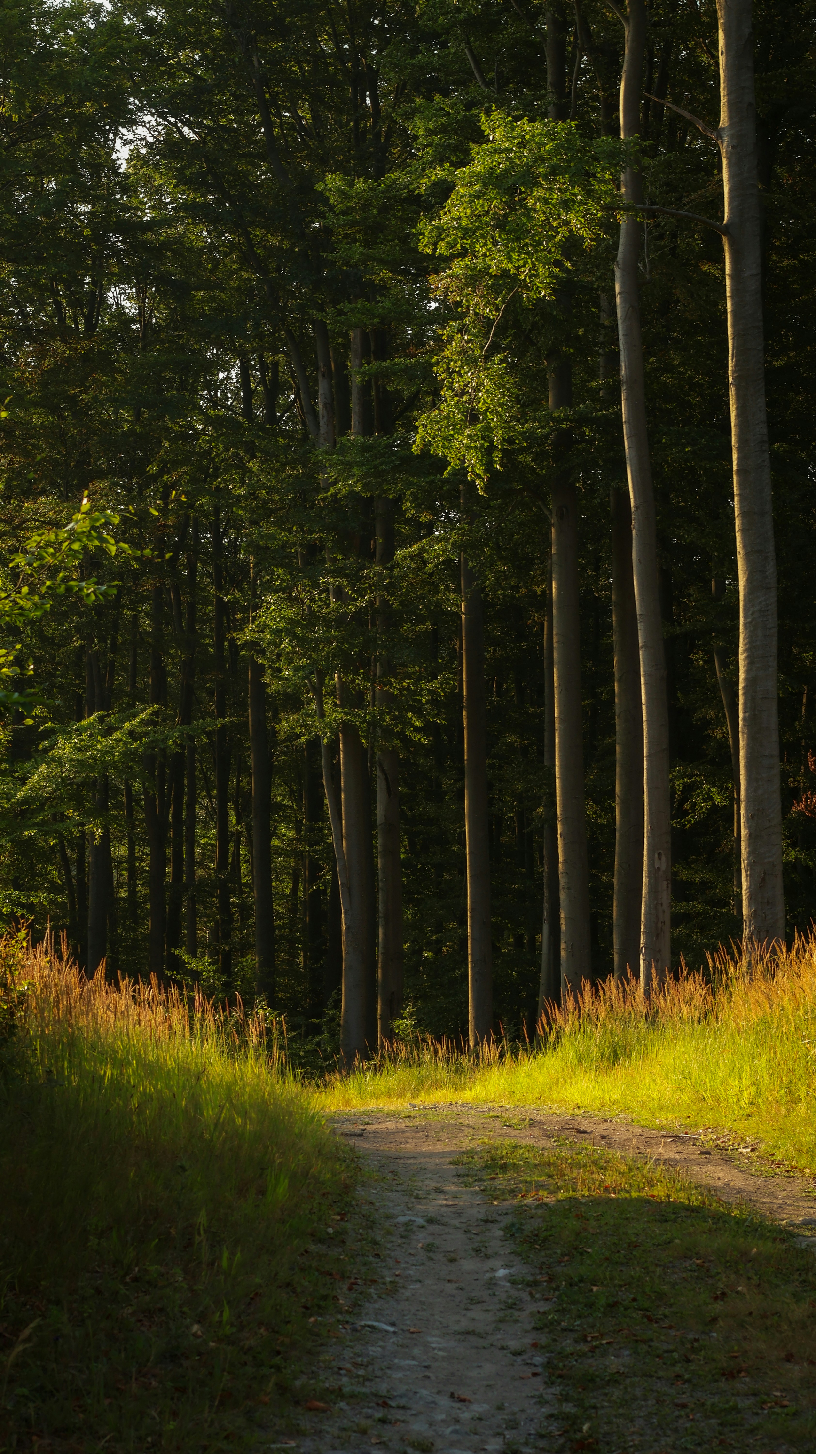Whispering Path Through the Dappled Pines