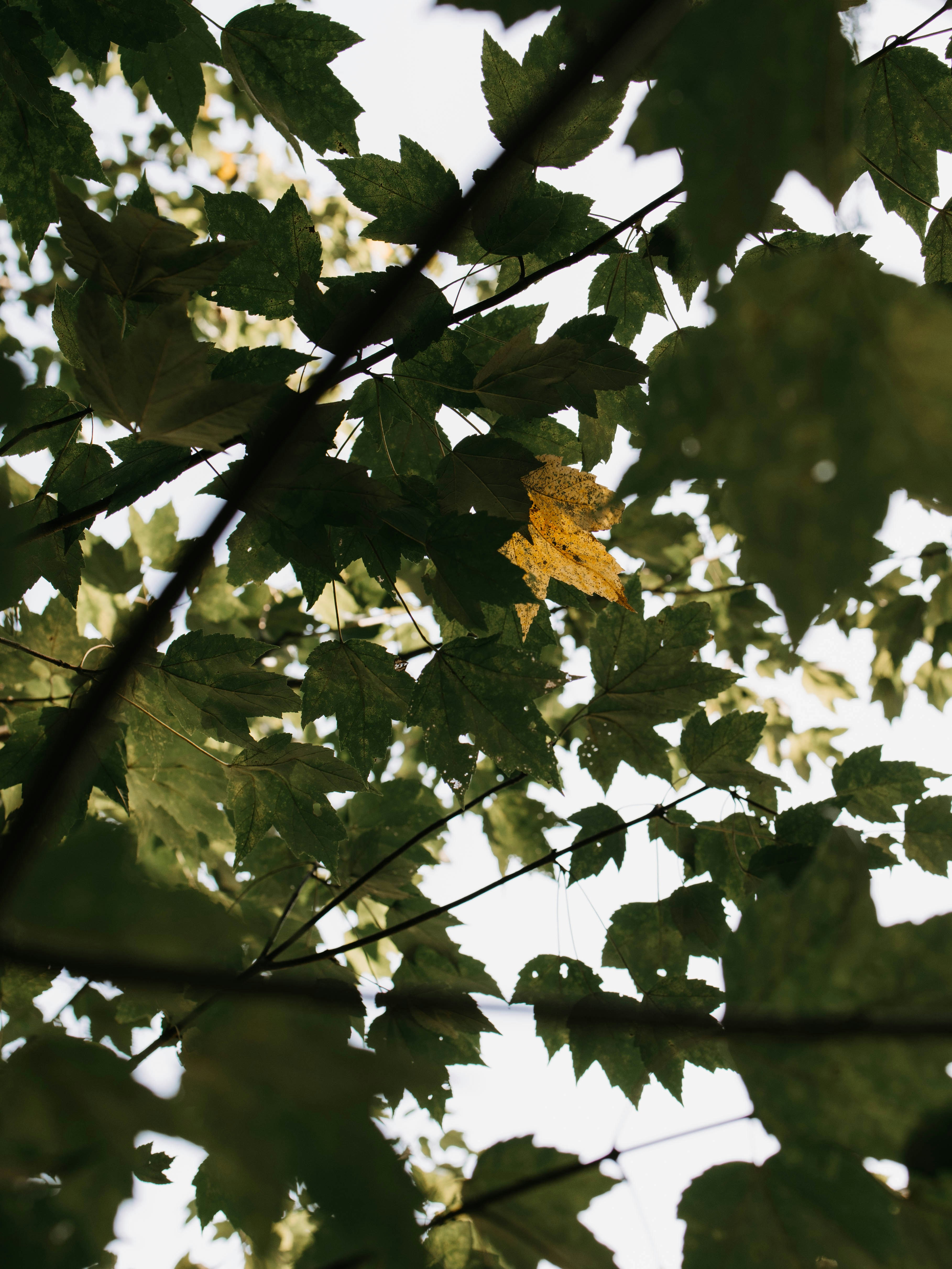 Golden Leaf Accent Amid Shadowed Canopy
