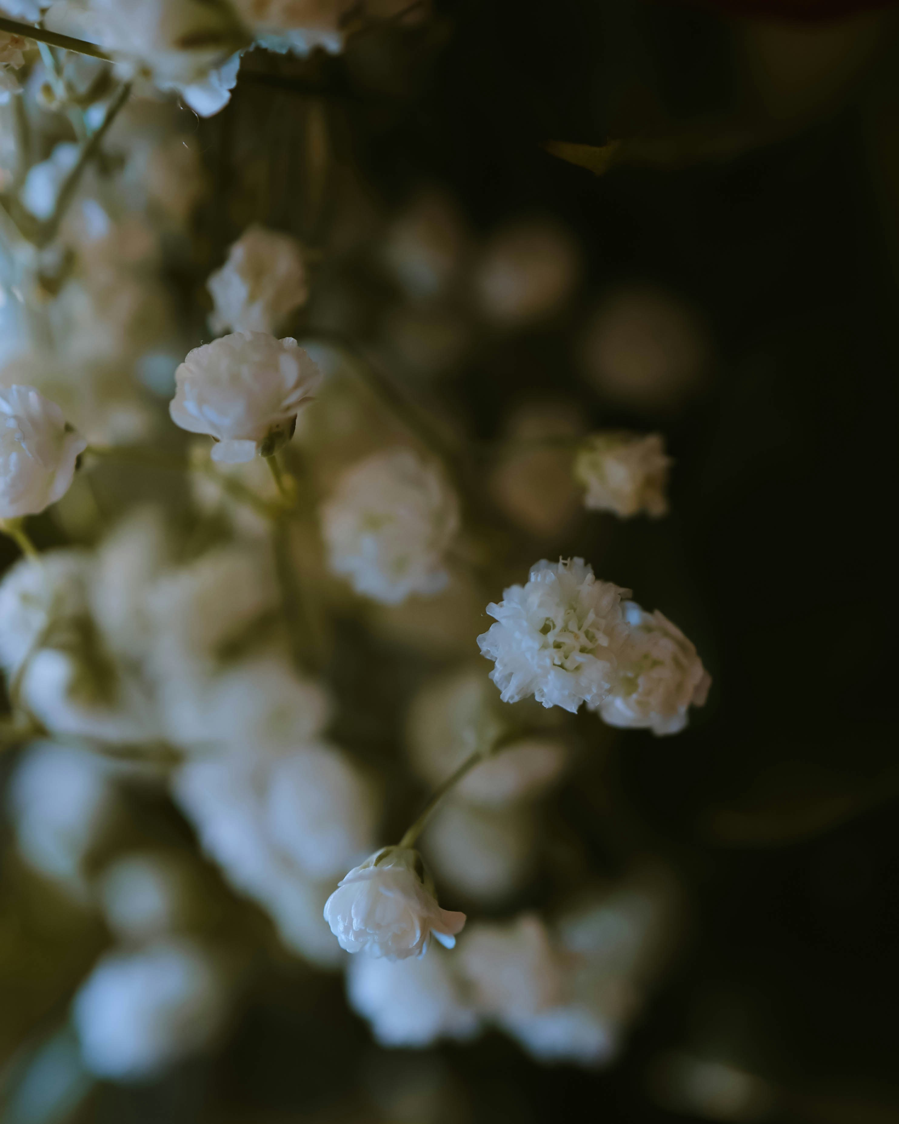 White baby's-breath blossoms drift through a moody, low-light scene with gentle bokeh and a shallow depth of field.
