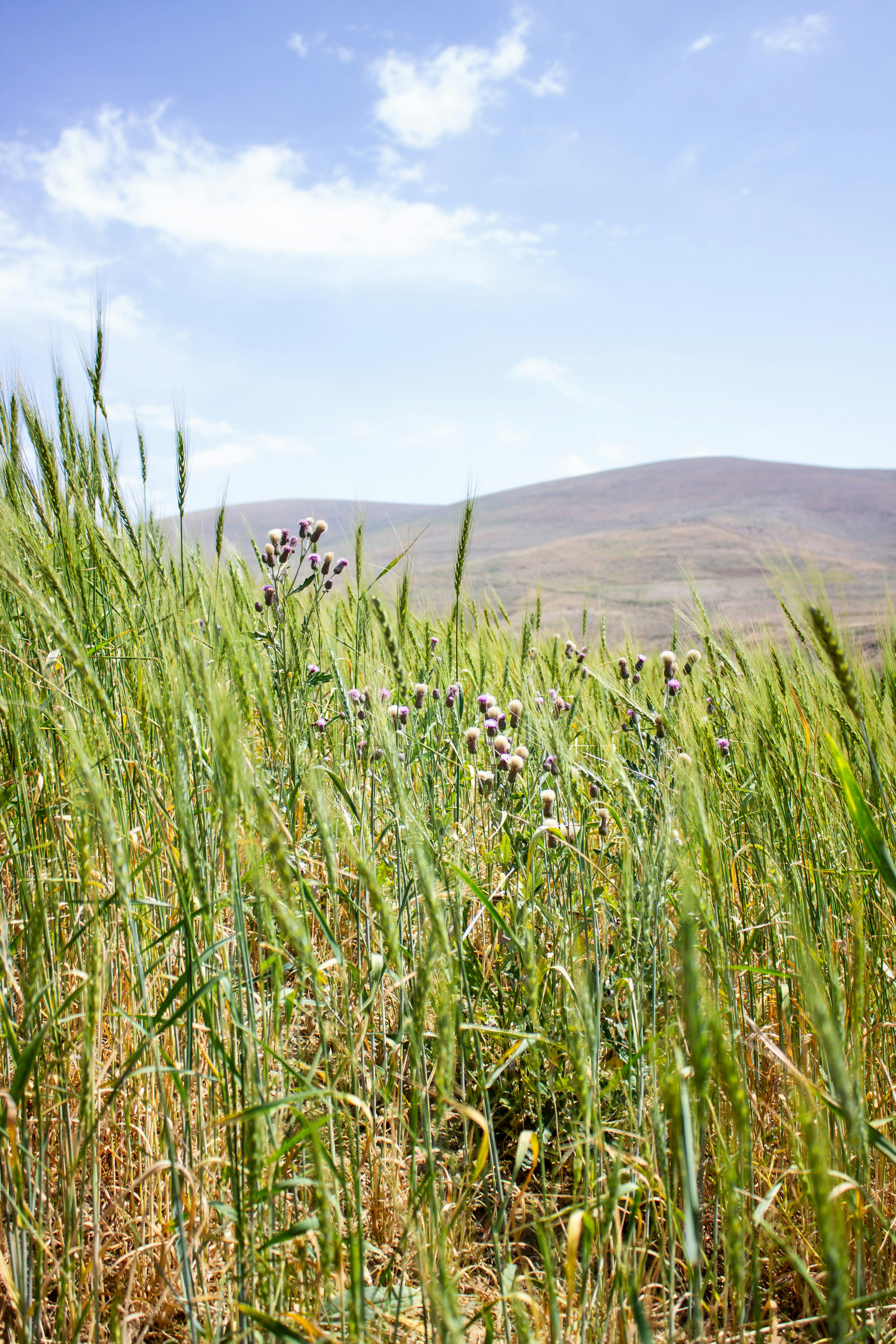 Quiet Ridge Beyond the Meadow