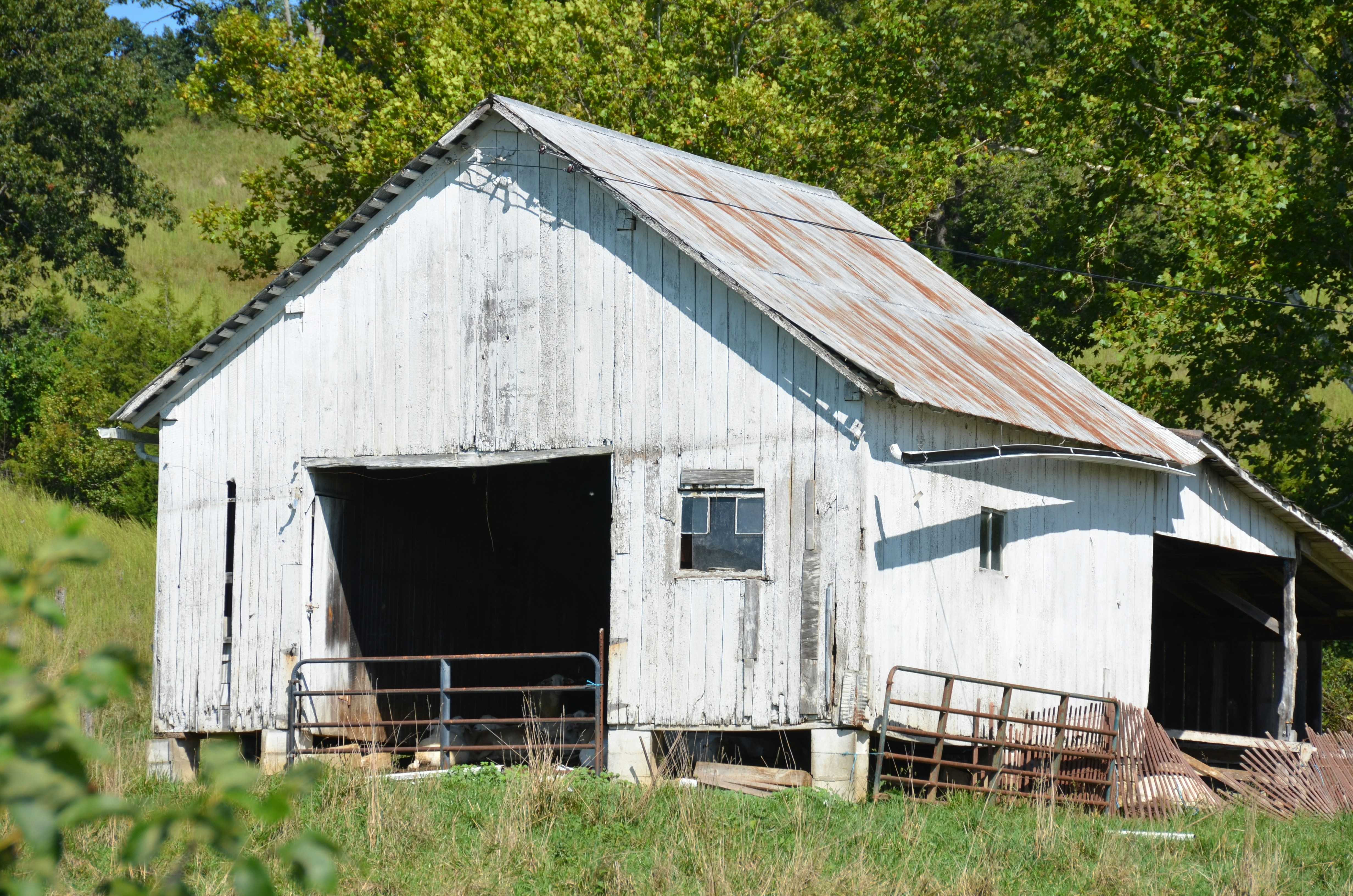 Sunlit White Barn with Rusted Roof in a Quiet Meadow