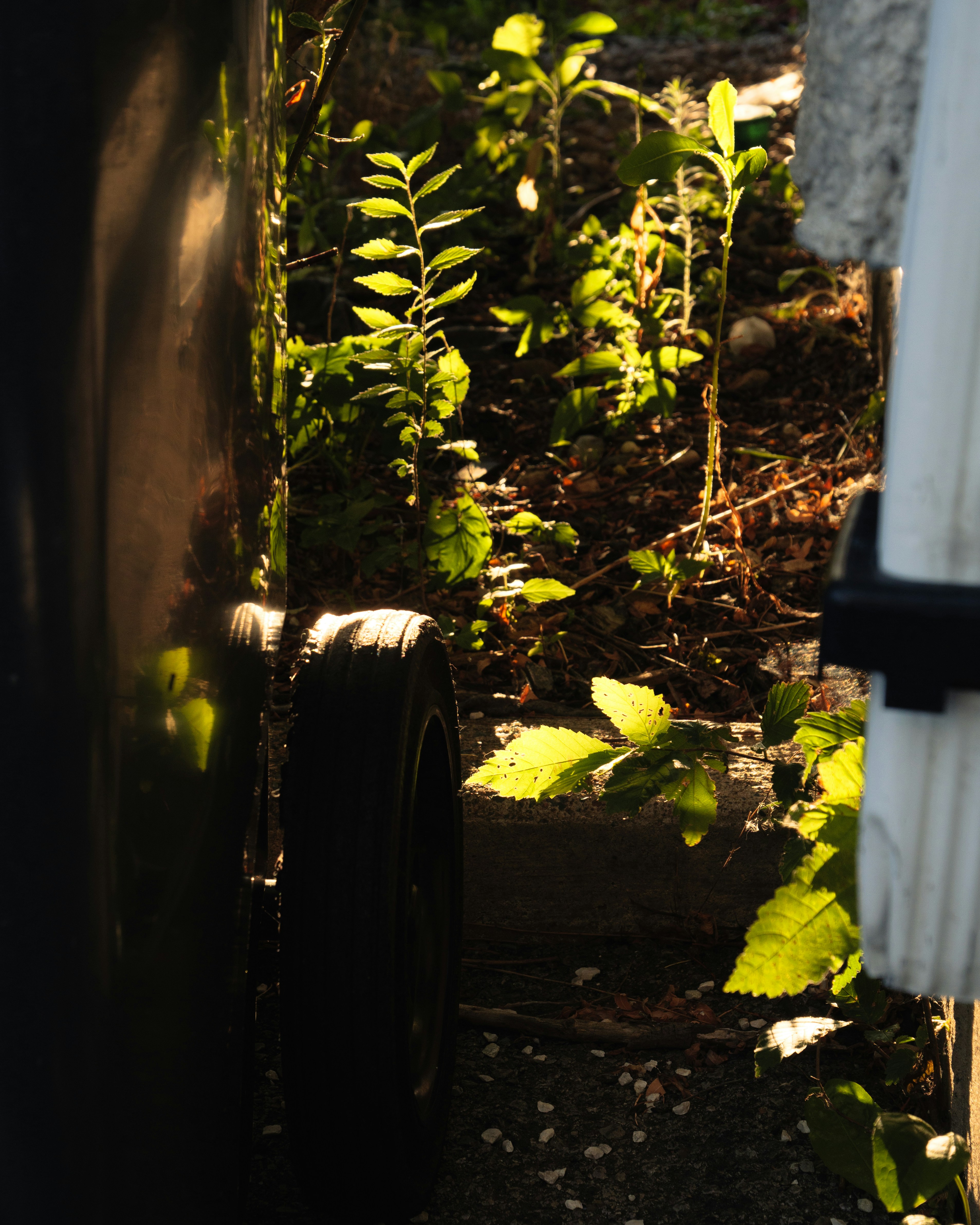 Sunlit Ferns Between Dark Machinery