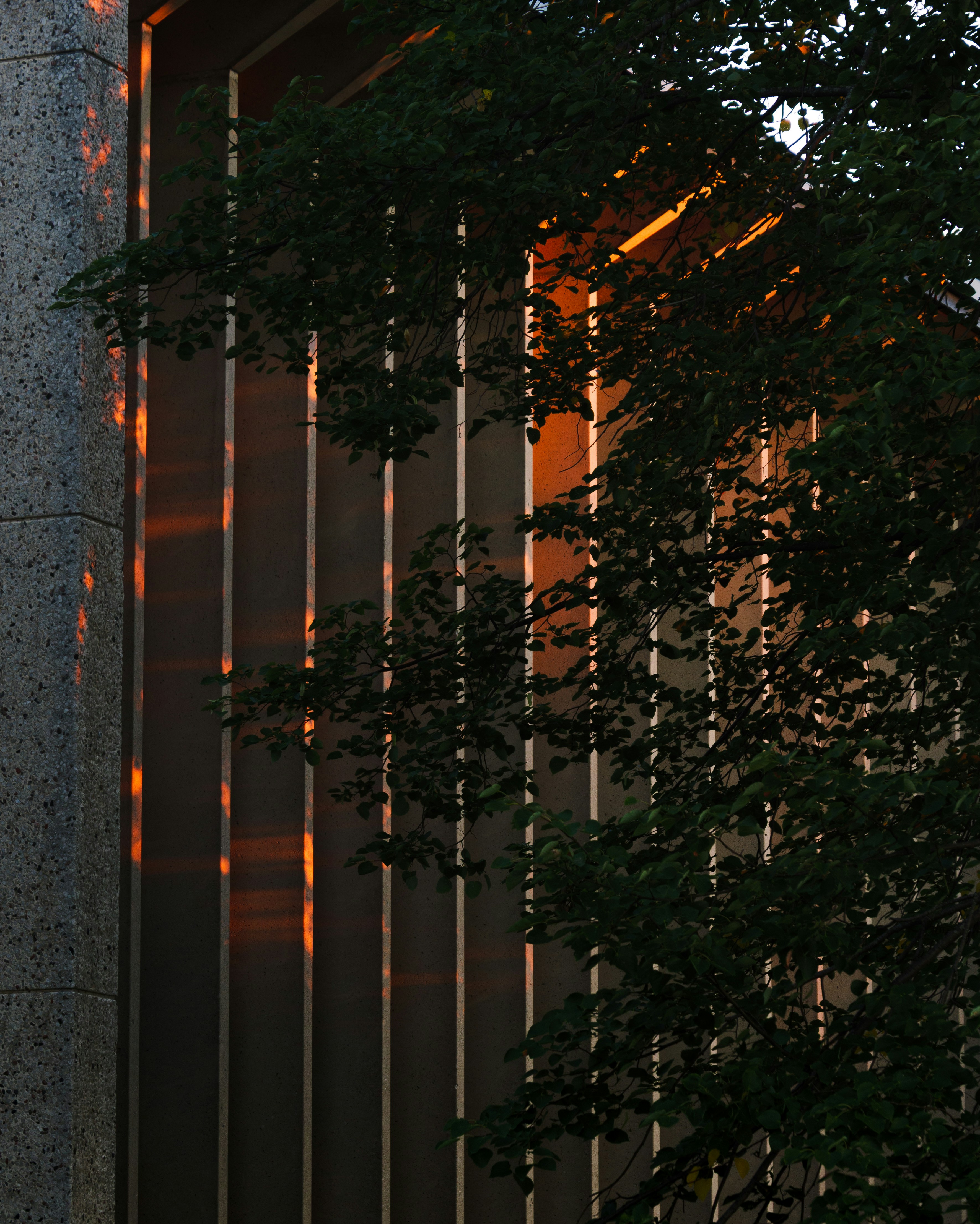 Warm orange light reflecting on vertical concrete slats behind a leafy tree