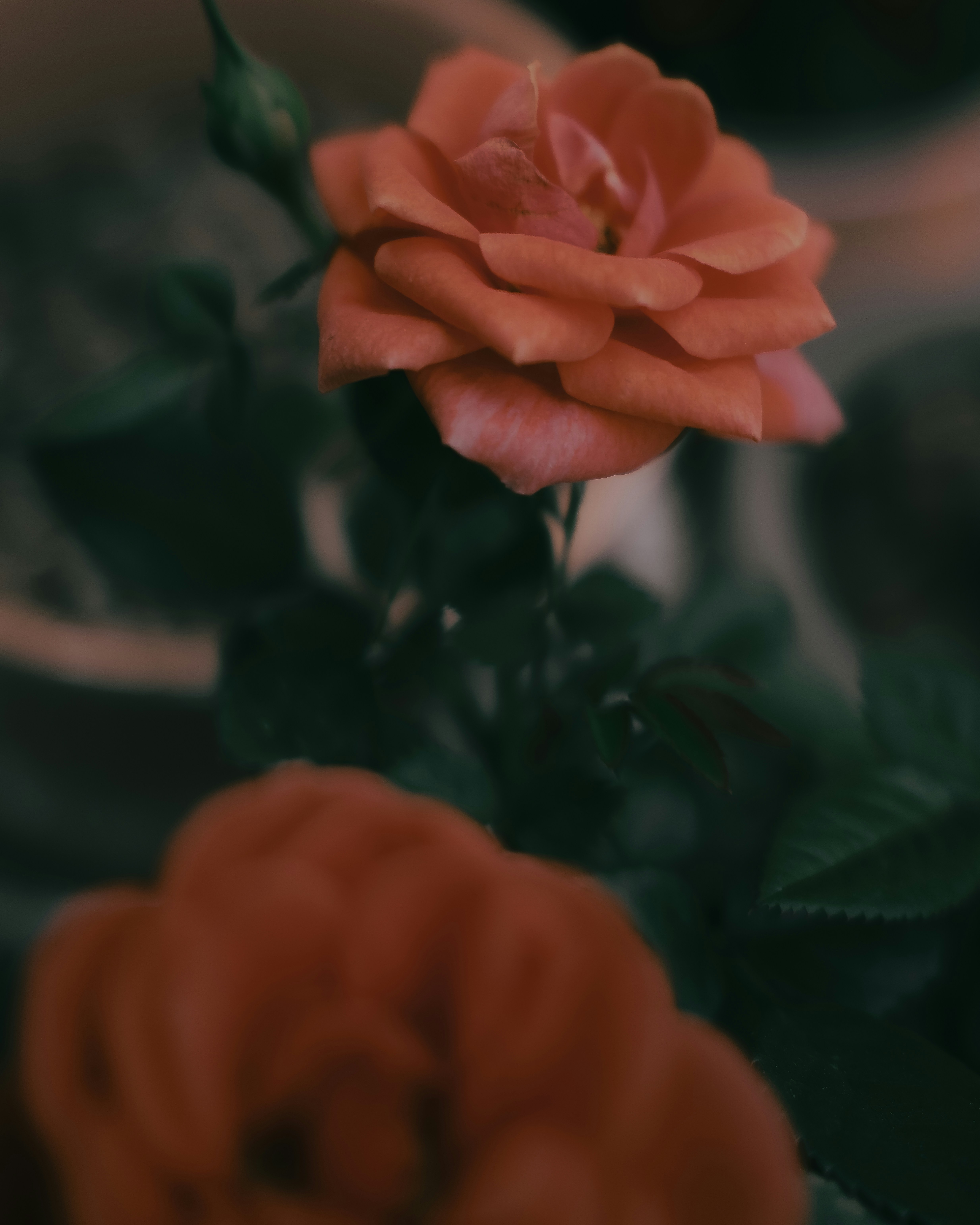 Soft Bloom: A Coral Rose in Quiet Focus
