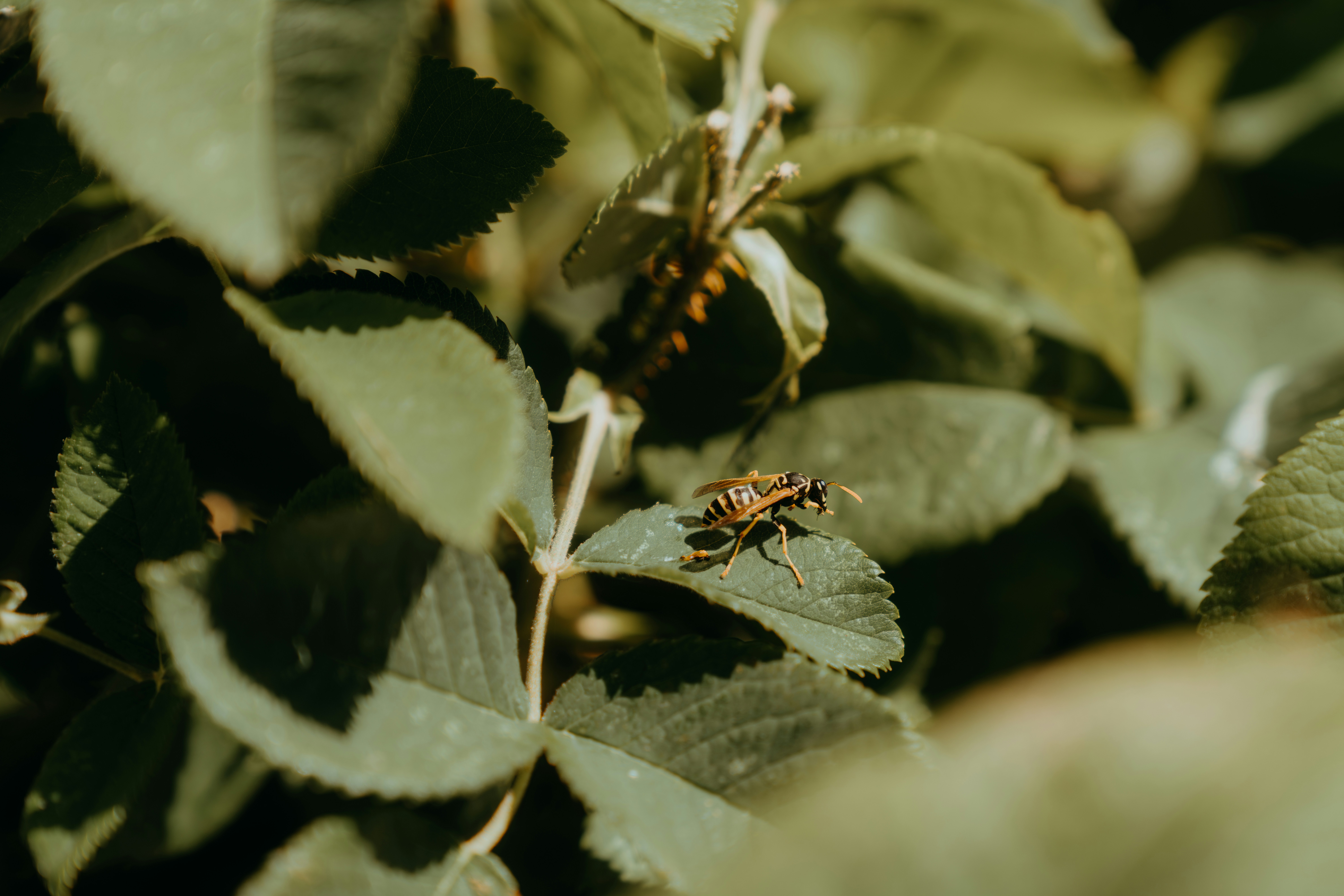 Hovering Focus: a bee perched on a serrated leaf